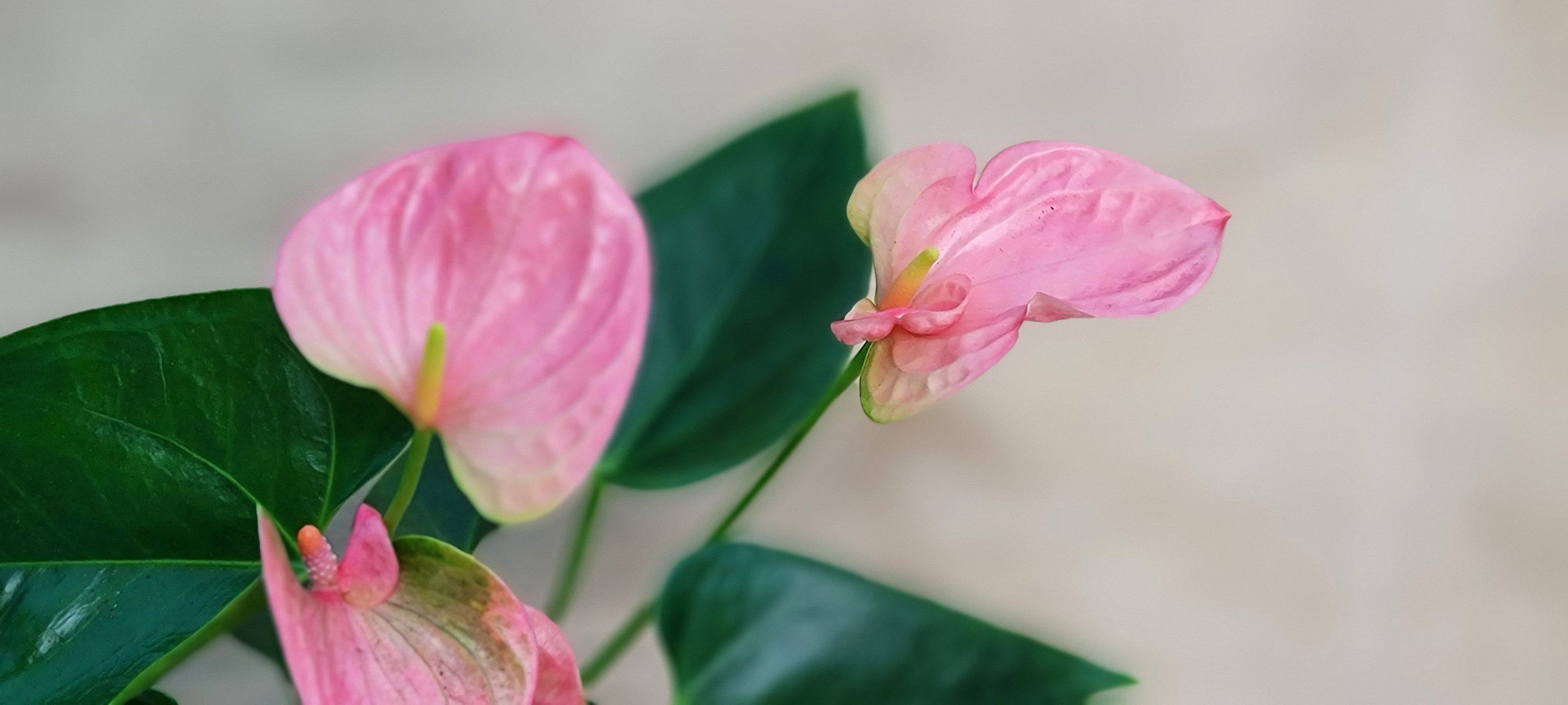 Anthurium Wallpapers - Top Free Anthurium Backgrounds - WallpaperAccess