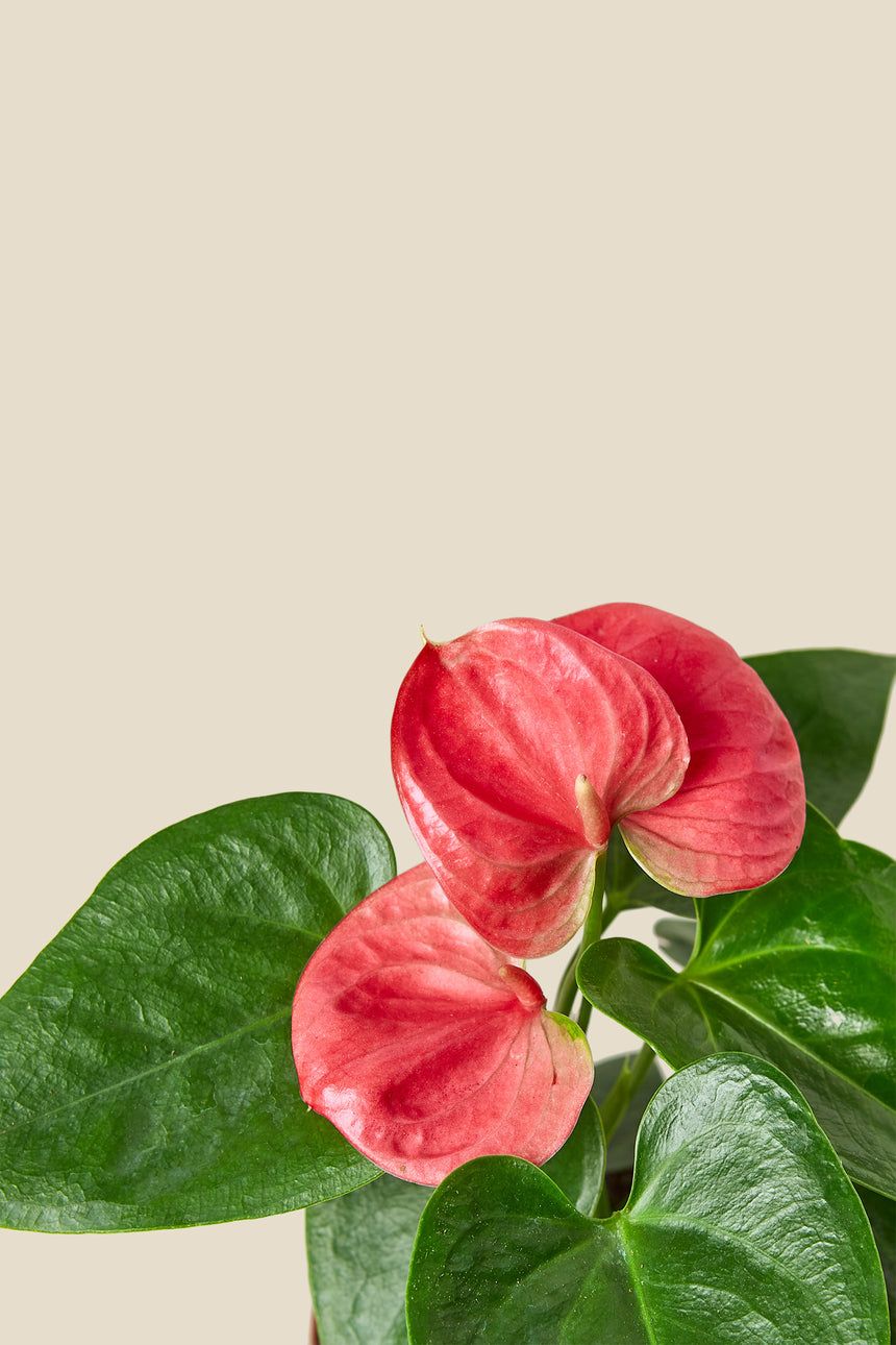 Anthurium Wallpapers - Top Free Anthurium Backgrounds - WallpaperAccess