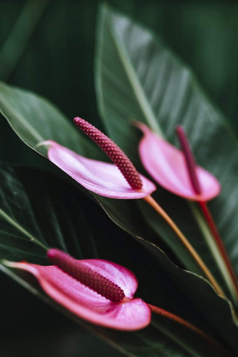 Anthurium Wallpapers - Top Free Anthurium Backgrounds - WallpaperAccess