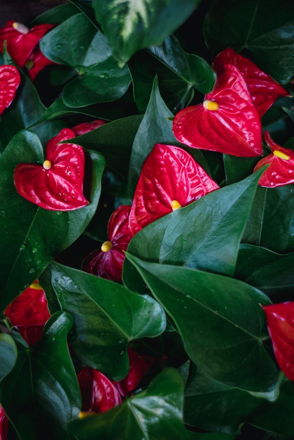 Anthurium Wallpapers - Top Free Anthurium Backgrounds - WallpaperAccess