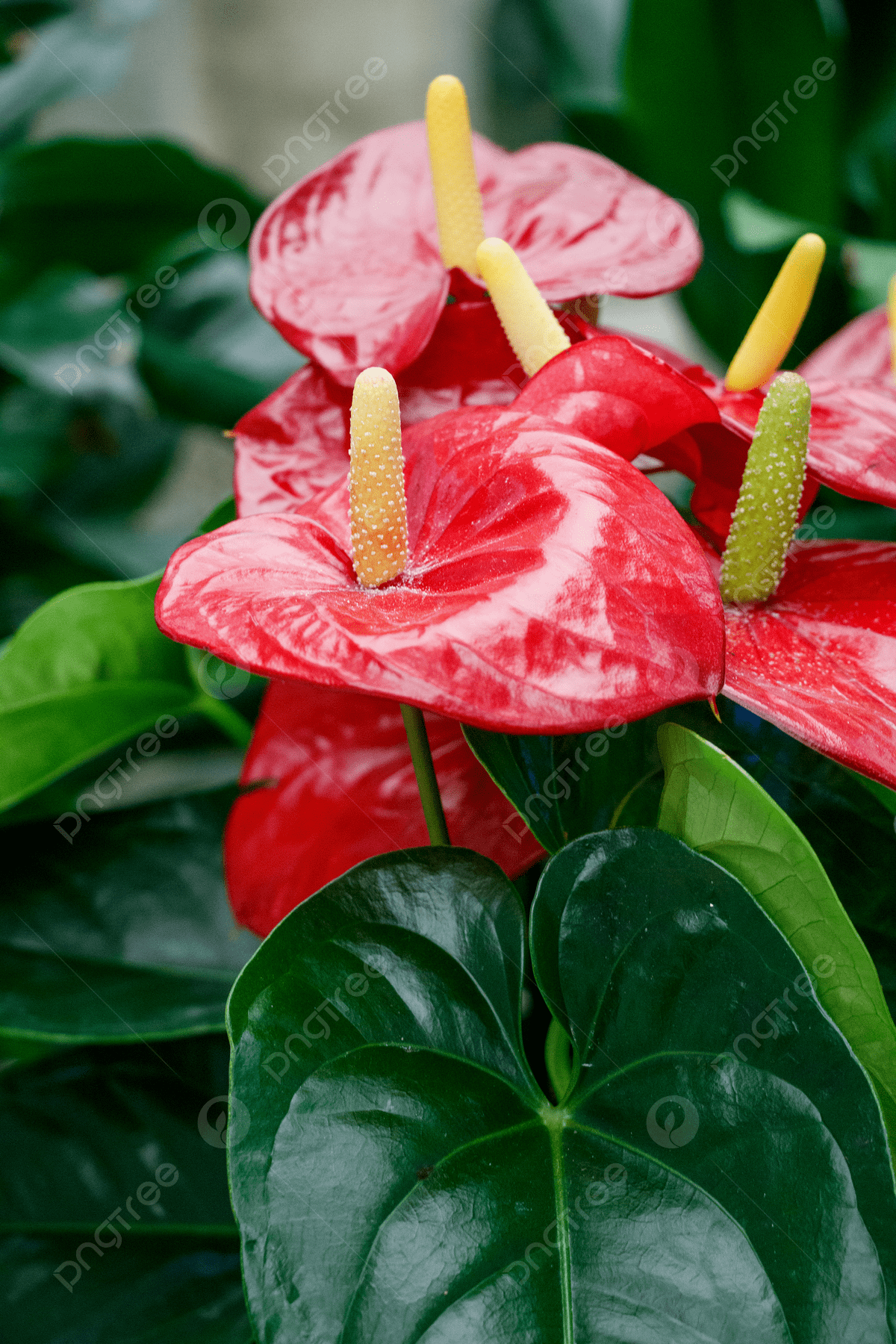 Anthurium Wallpapers - Top Free Anthurium Backgrounds - WallpaperAccess