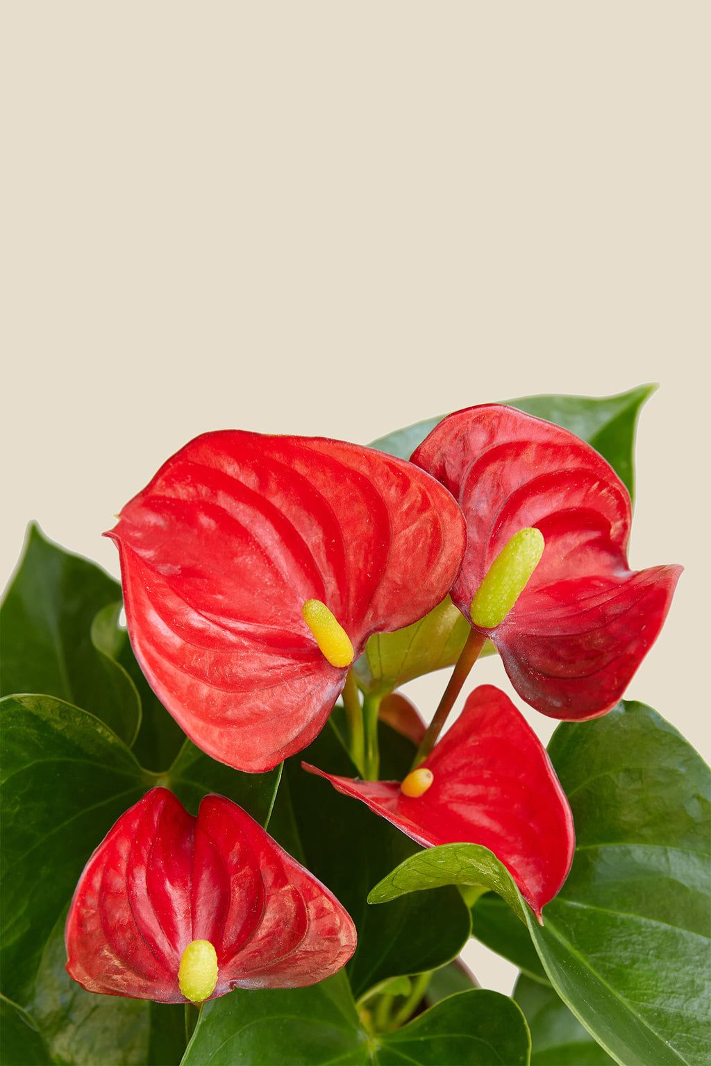 Anthurium Wallpapers - Top Free Anthurium Backgrounds - WallpaperAccess