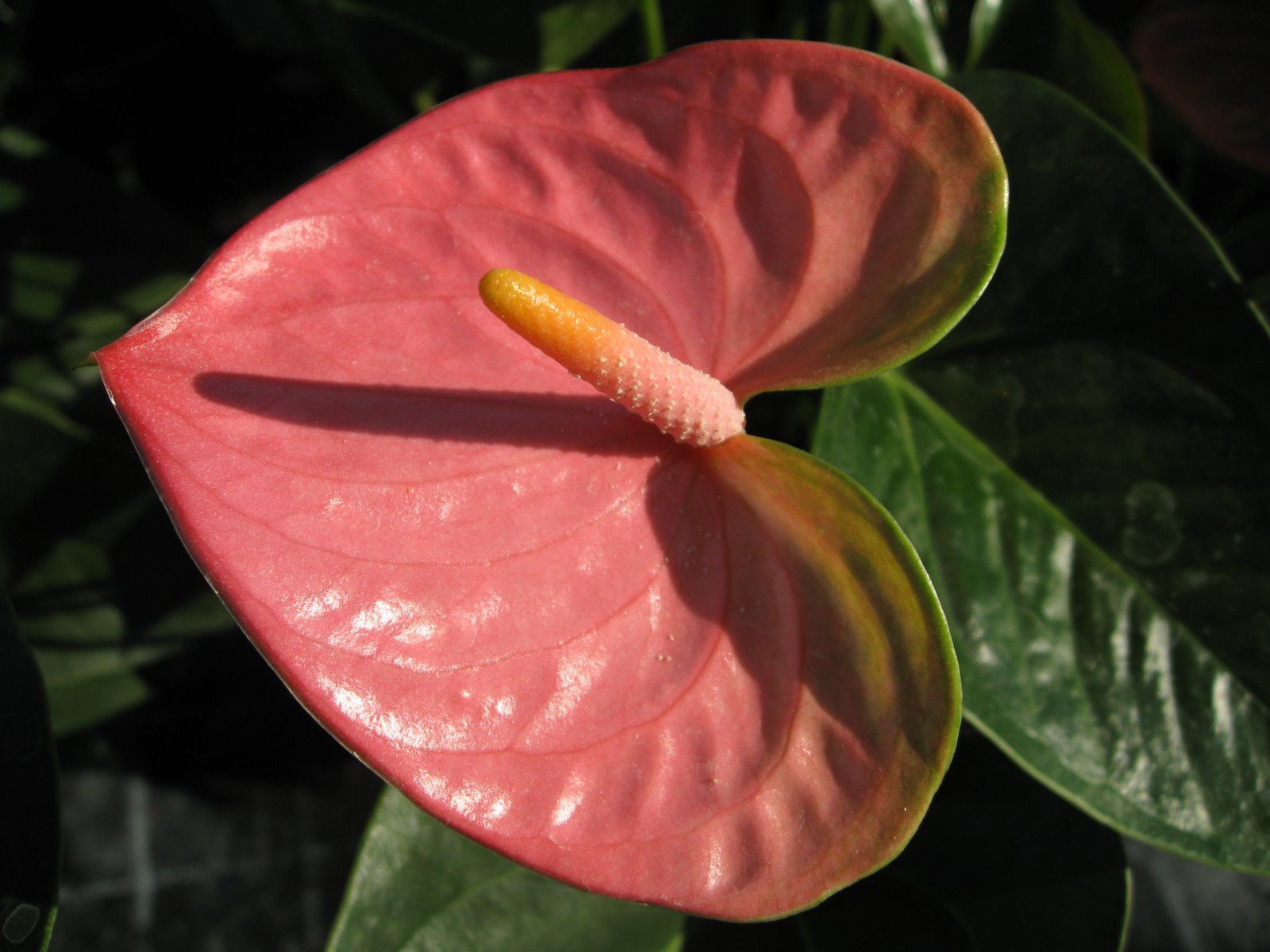Anthurium Wallpapers - Top Free Anthurium Backgrounds - WallpaperAccess