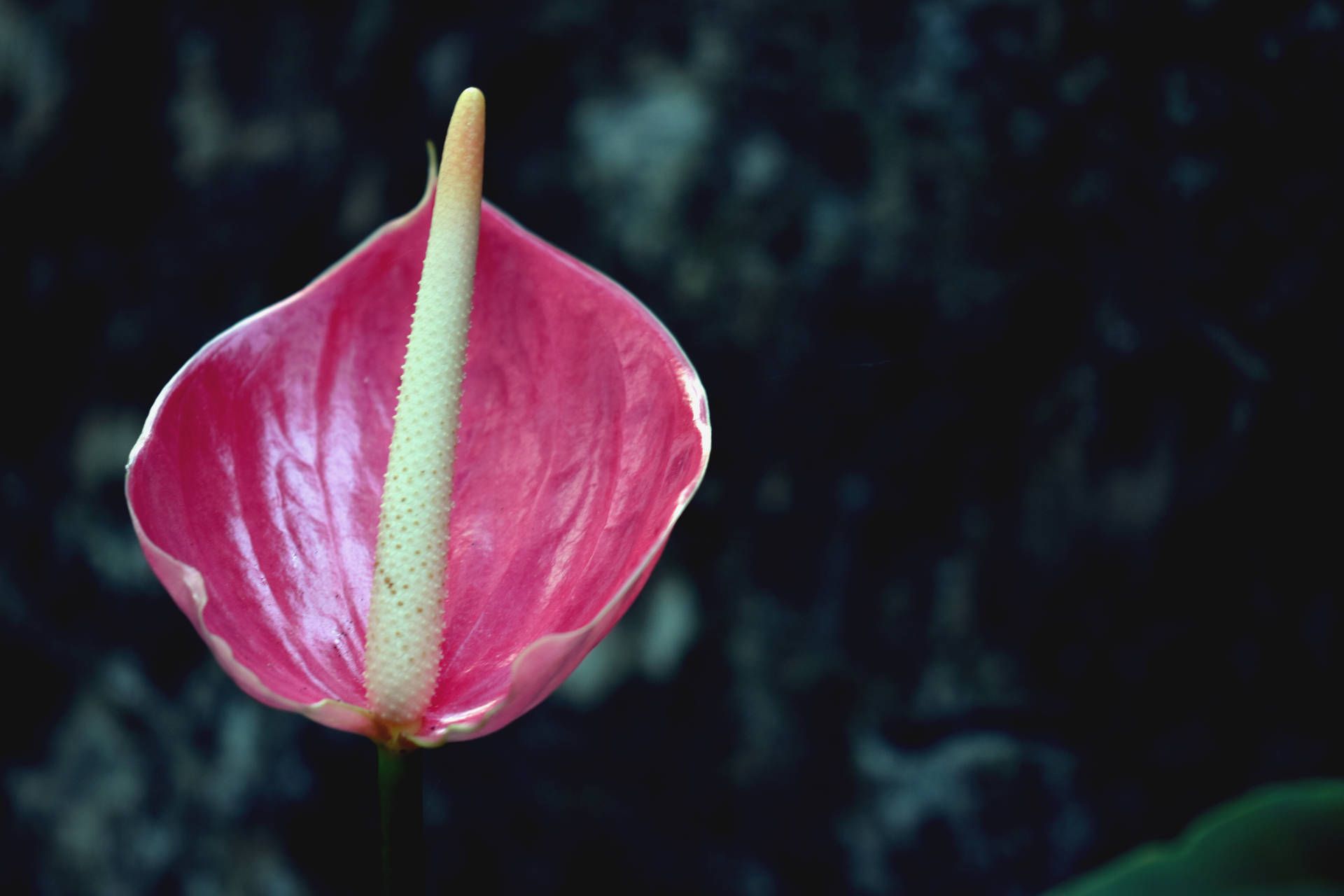 Anthurium Wallpapers - Top Free Anthurium Backgrounds - WallpaperAccess