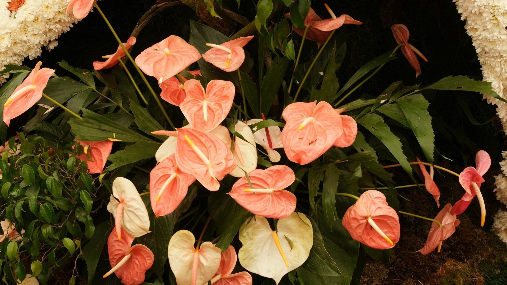 Anthurium Wallpapers - Top Free Anthurium Backgrounds - WallpaperAccess
