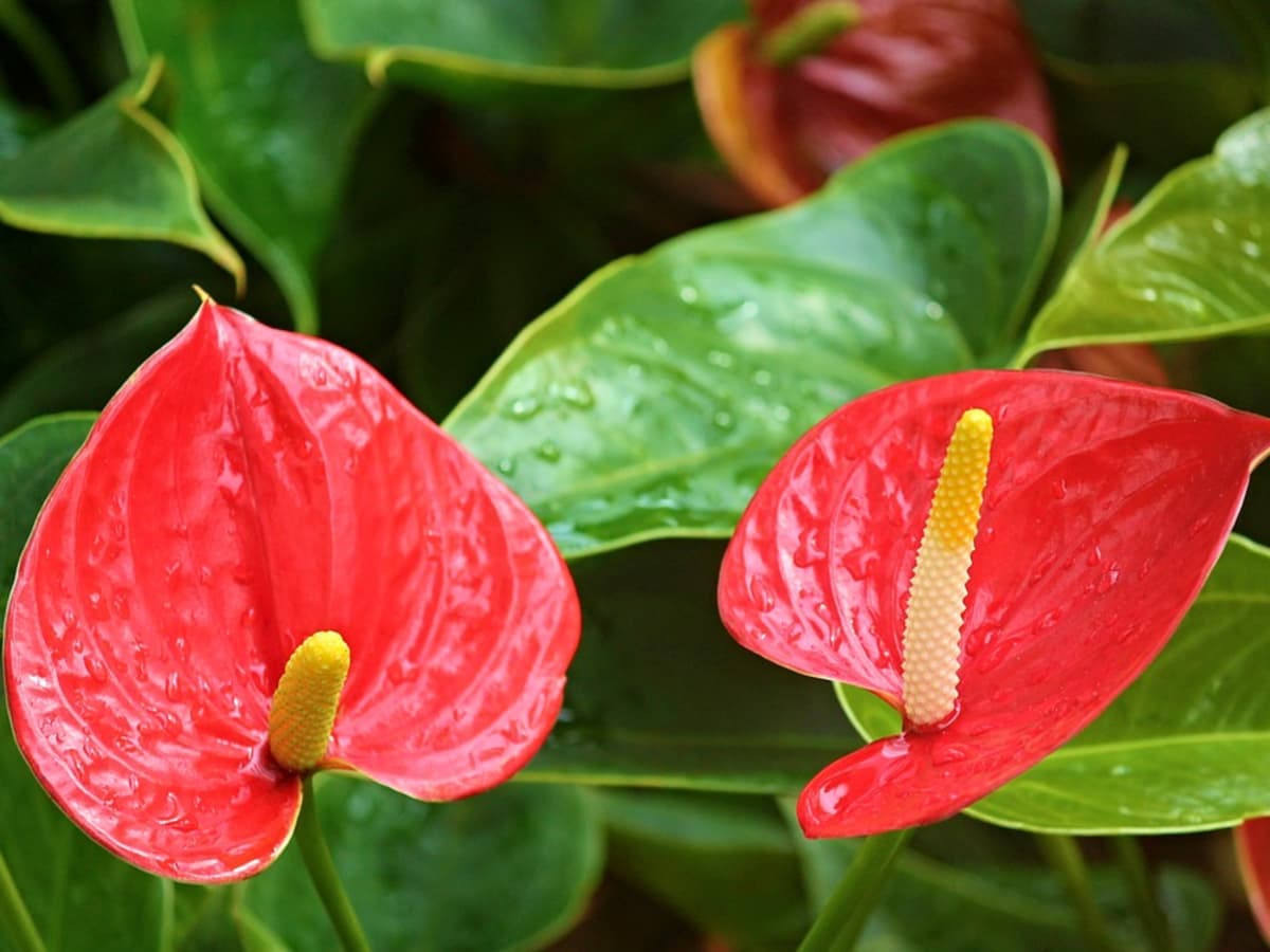 Anthurium Wallpapers - Top Free Anthurium Backgrounds - WallpaperAccess