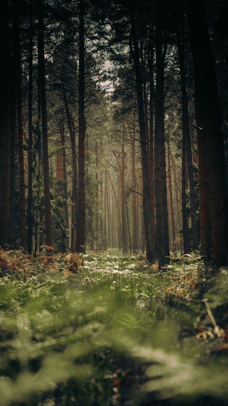 Dark Cottagecore Wallpapers - Top Free Dark Cottagecore Backgrounds ...