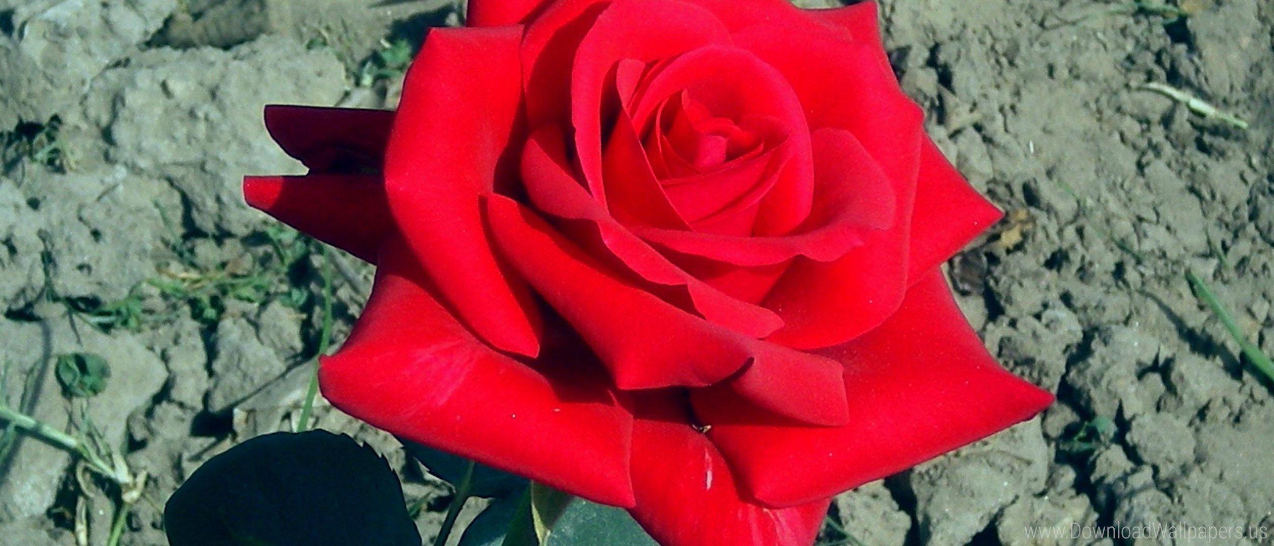 Bloody Roses Wallpapers - Top Free Bloody Roses Backgrounds ...