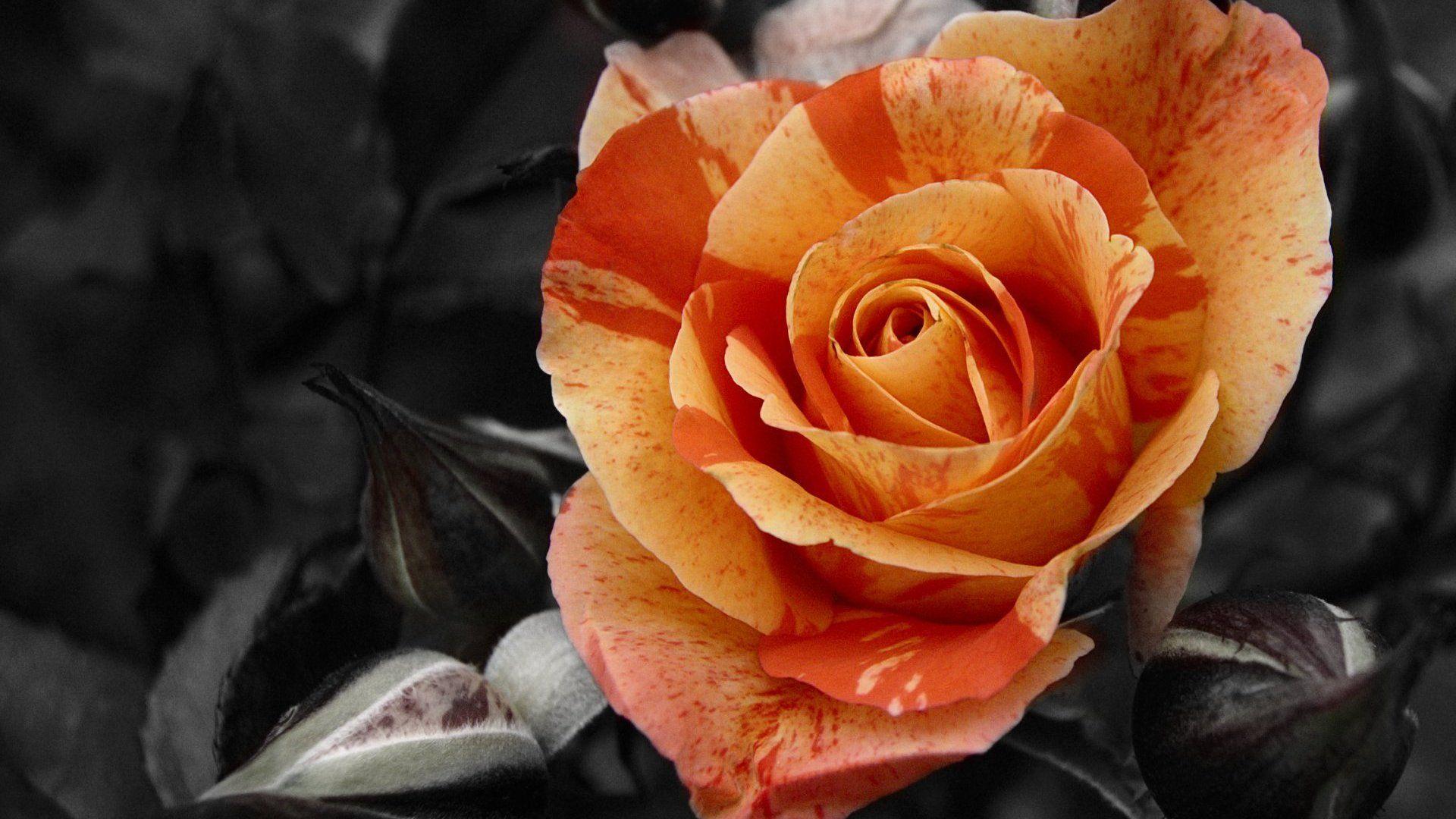 Bloody Roses Wallpapers - Top Free Bloody Roses Backgrounds ...