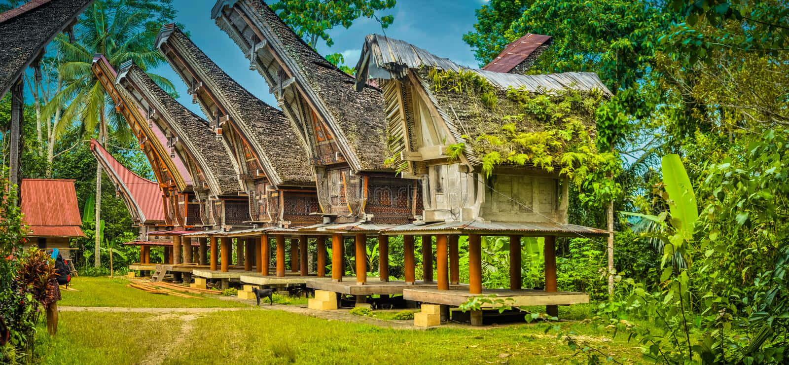Toraja Wallpapers - Top Free Toraja Backgrounds - WallpaperAccess