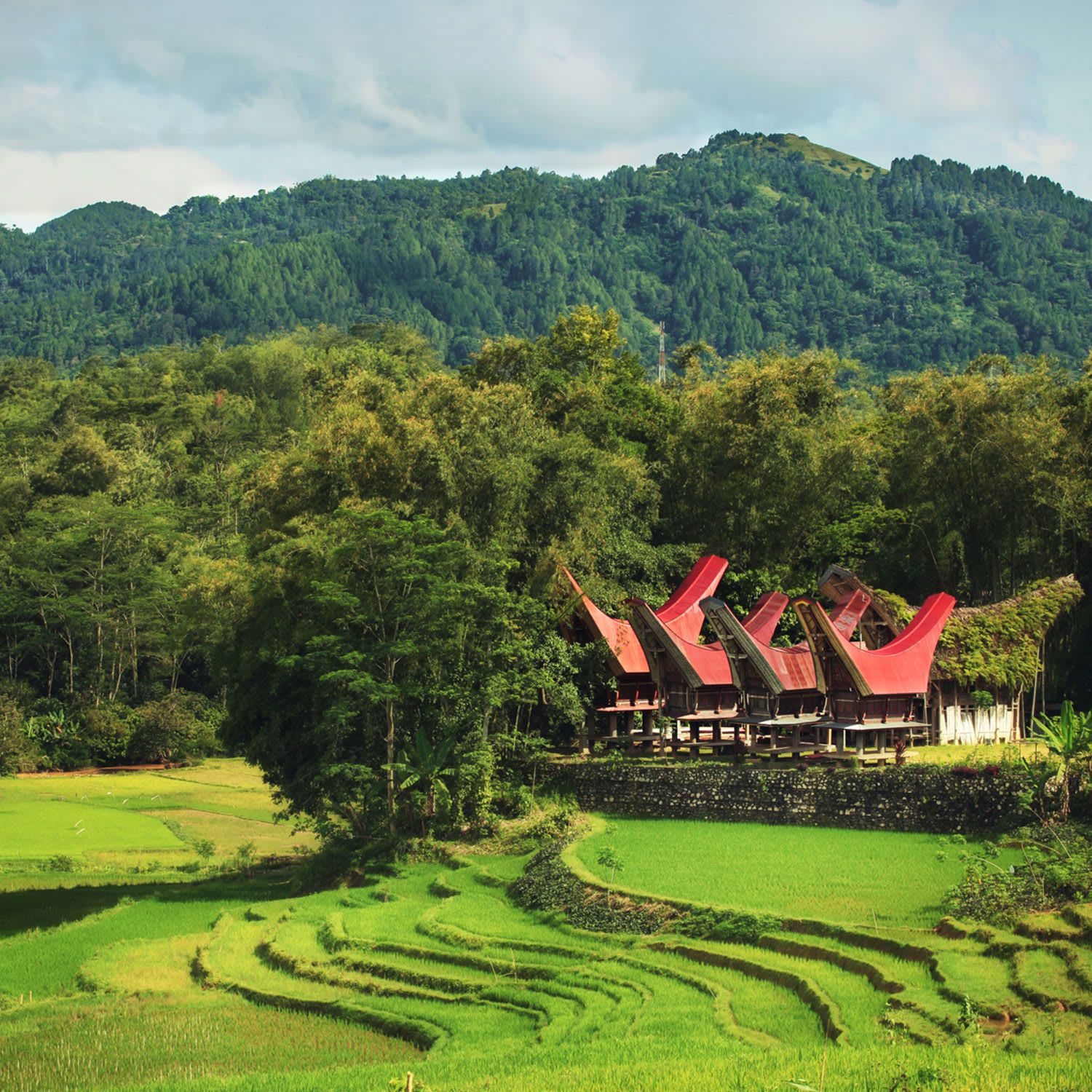 Toraja Wallpapers - Top Free Toraja Backgrounds - WallpaperAccess