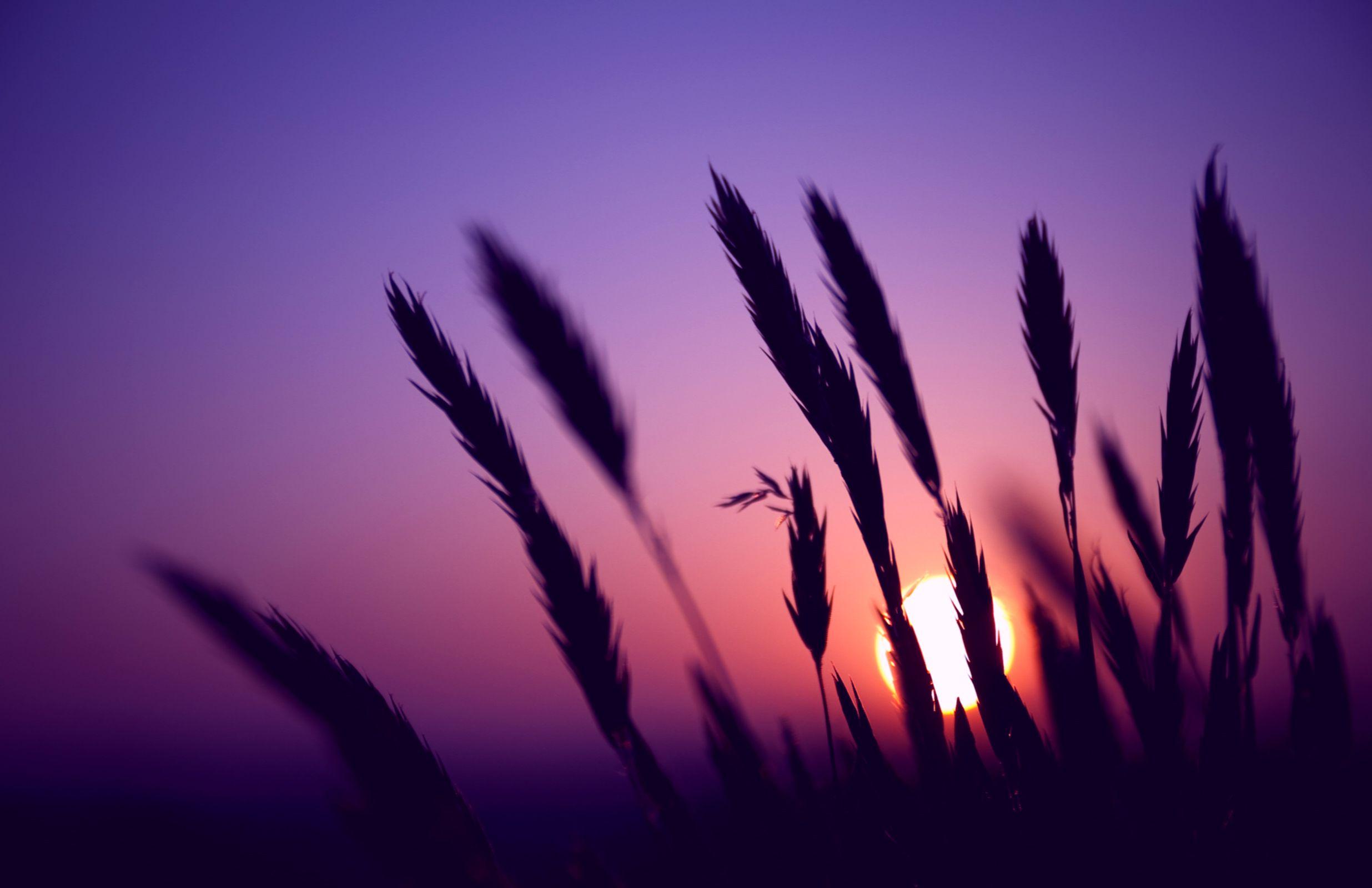 Purple Sunset Wallpapers - Top Free Purple Sunset Backgrounds ...