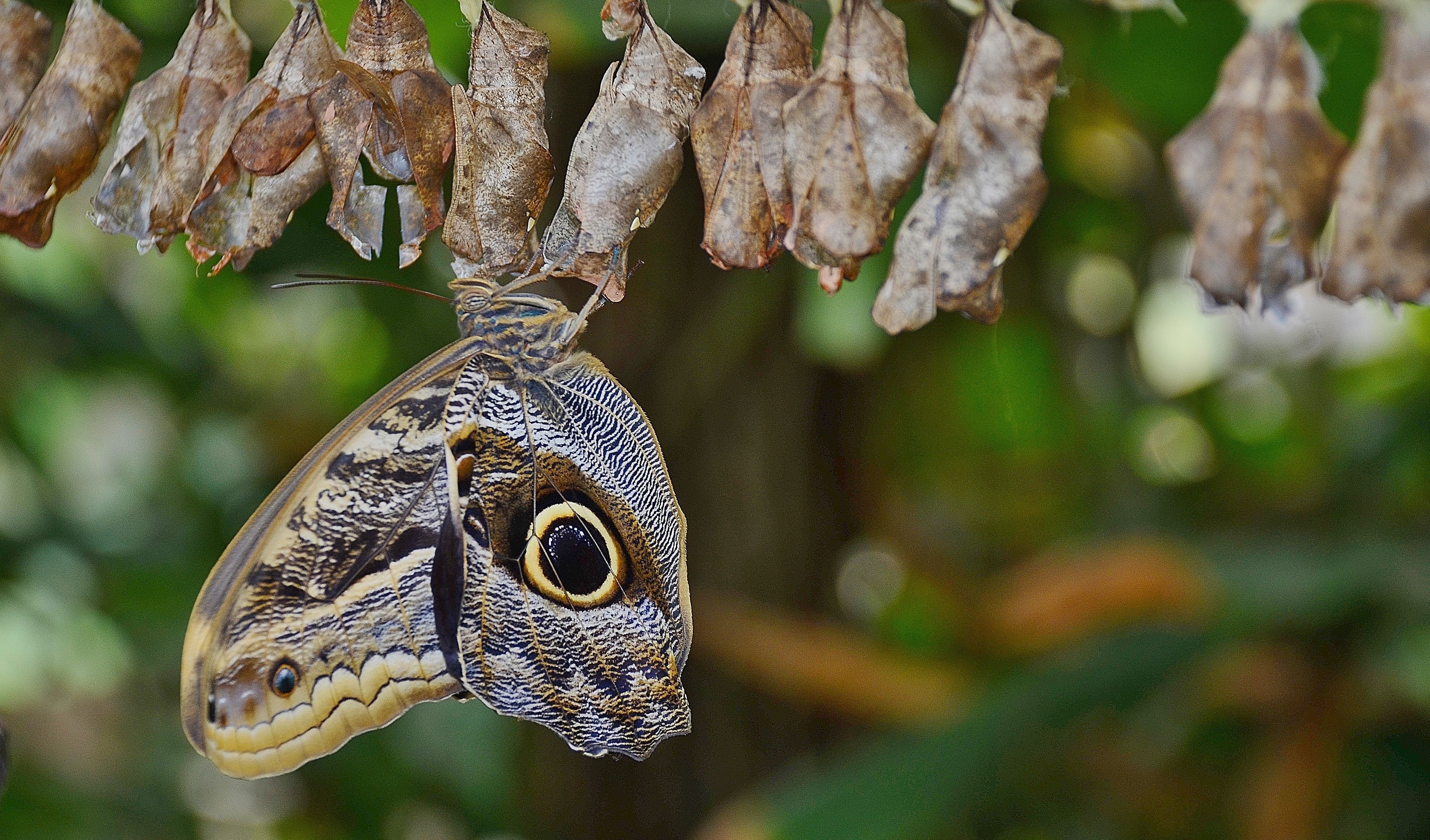 Cocoon Wallpapers - Top Free Cocoon Backgrounds - WallpaperAccess