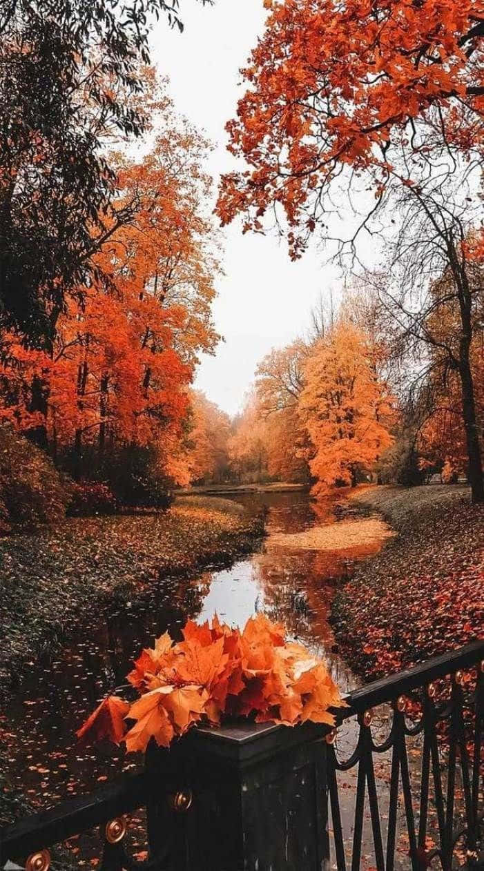 Autumn Vibes Wallpapers - Top Free Autumn Vibes Backgrounds ...