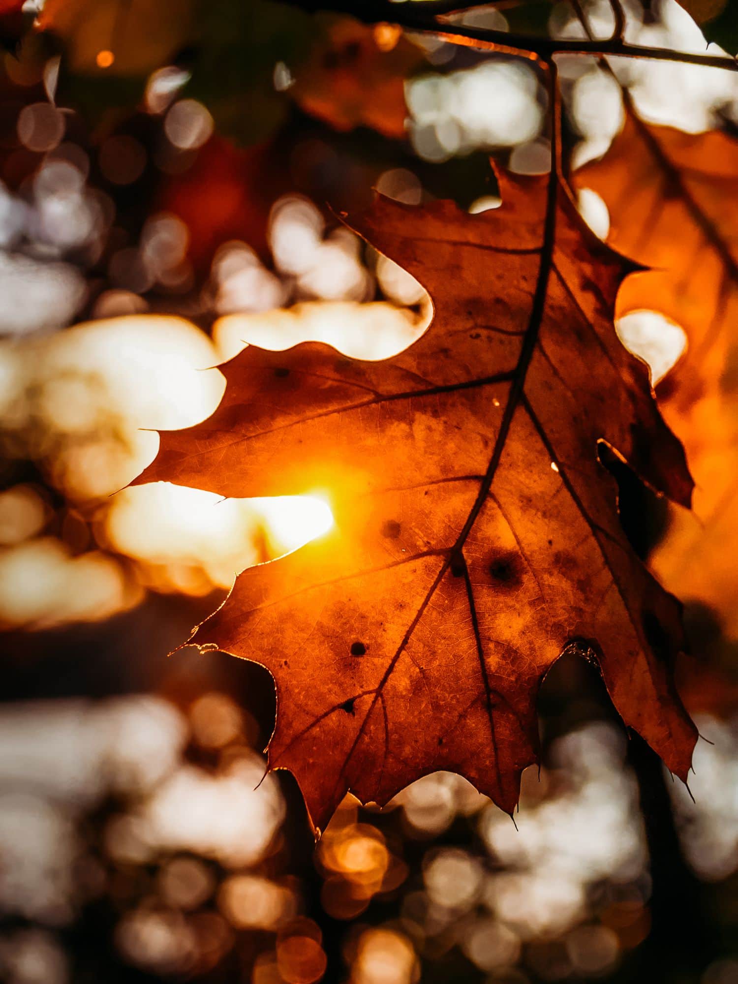 Autumn Vibes Wallpapers - Top Free Autumn Vibes Backgrounds ...