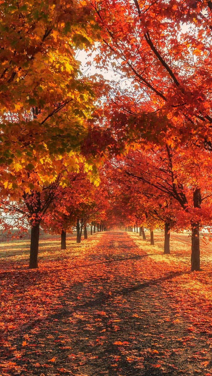 Autumn Vibes Wallpapers - Top Free Autumn Vibes Backgrounds ...