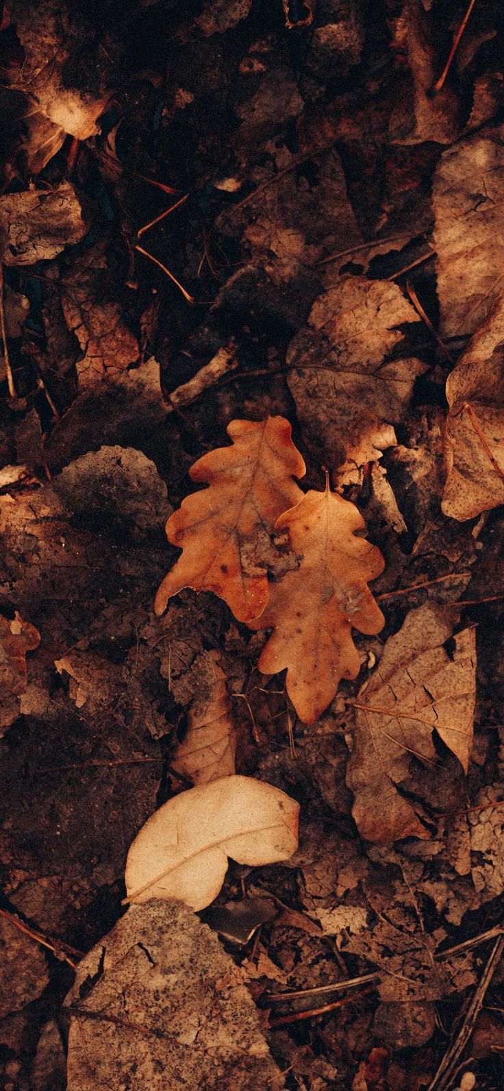 Autumn Vibes Wallpapers - Top Free Autumn Vibes Backgrounds ...