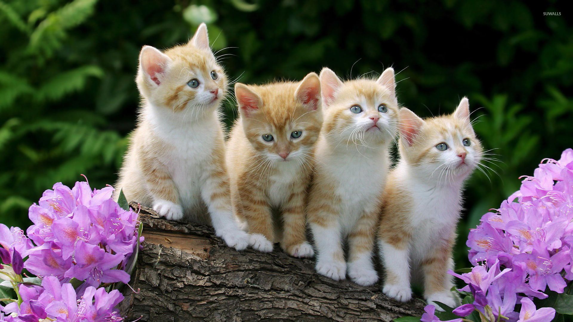 Cute Ginger Cat Wallpapers - Top Free Cute Ginger Cat Backgrounds ...