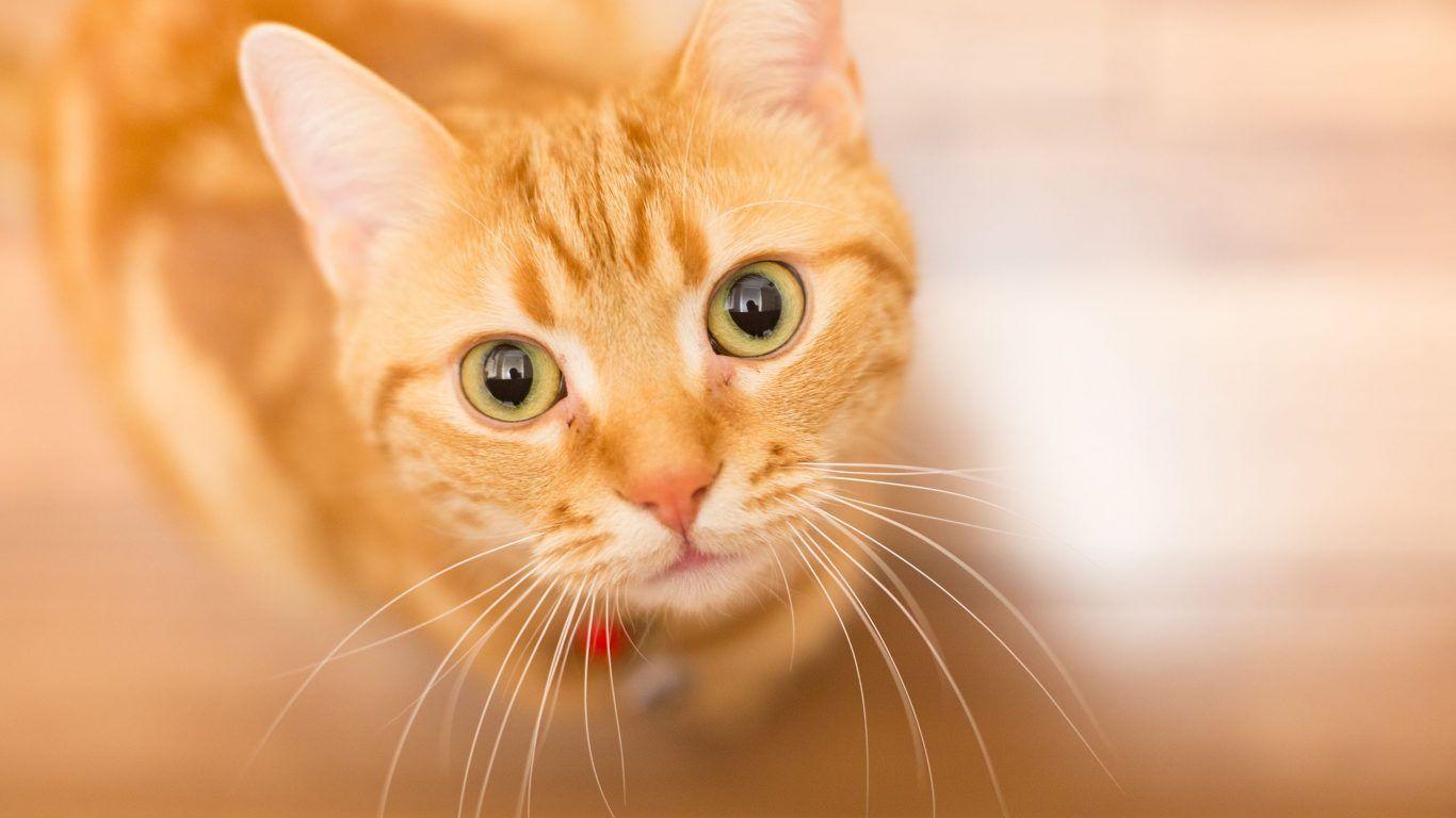 Cute Ginger Cat Wallpapers - Top Free Cute Ginger Cat Backgrounds ...