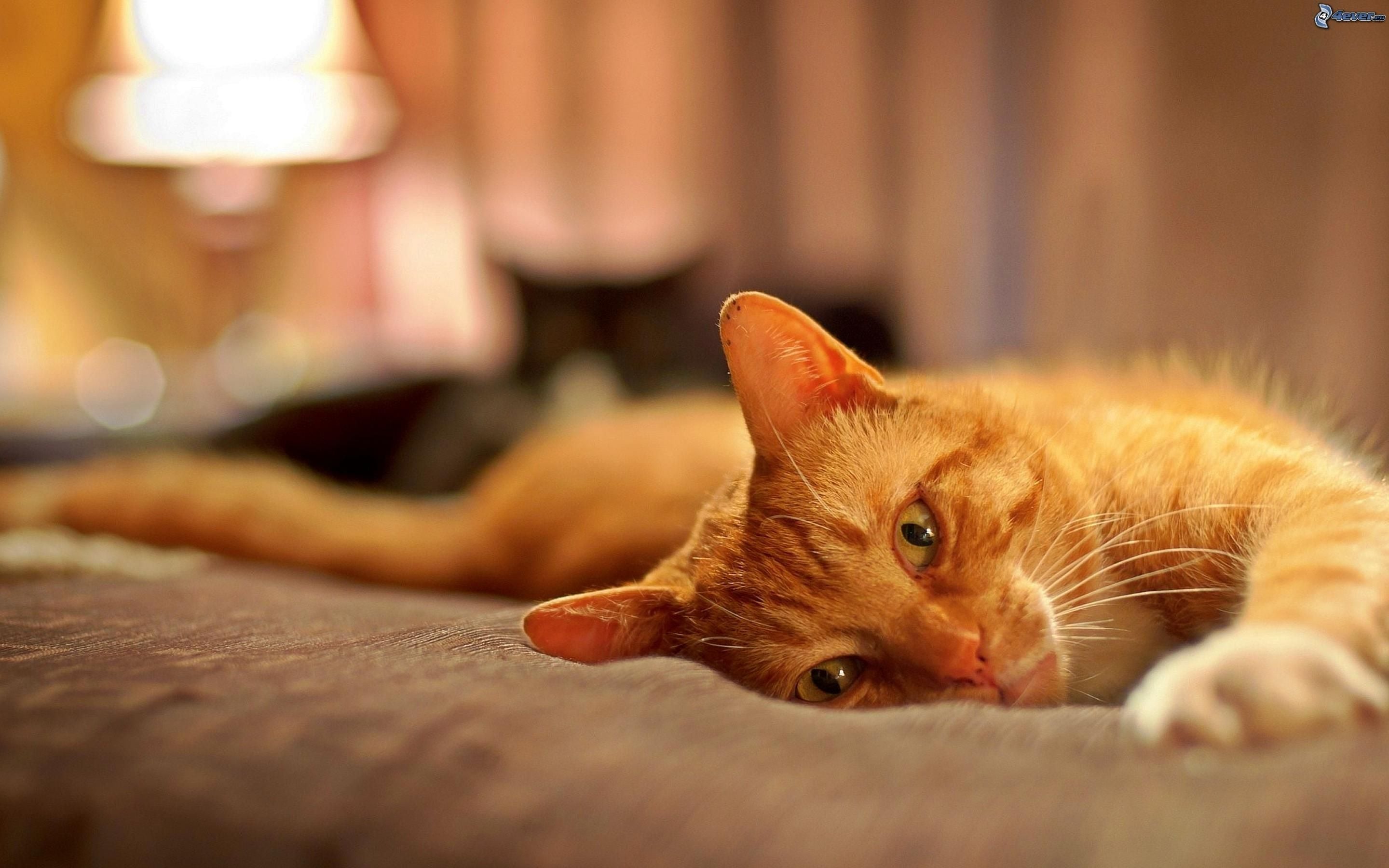 Cute Ginger Cat Wallpapers - Top Free Cute Ginger Cat Backgrounds ...