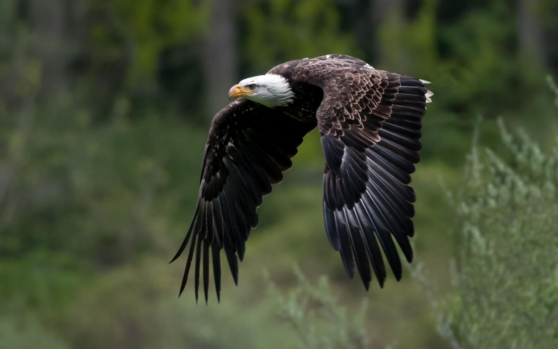 Eagle Wings Wallpapers - Top Free Eagle Wings Backgrounds - WallpaperAccess