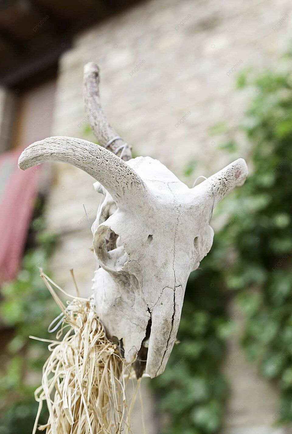 Goat Skull Wallpapers - Top Free Goat Skull Backgrounds - WallpaperAccess