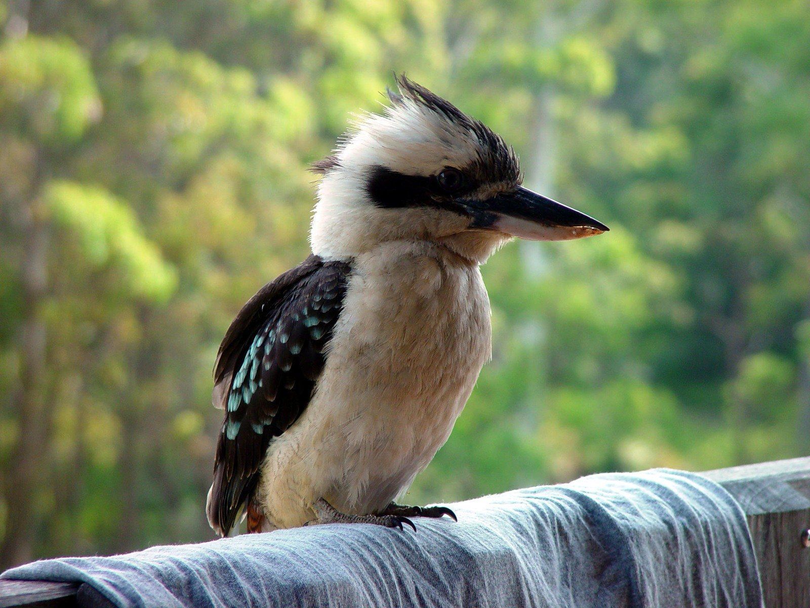 Kookaburra Wallpapers - Top Free Kookaburra Backgrounds - WallpaperAccess