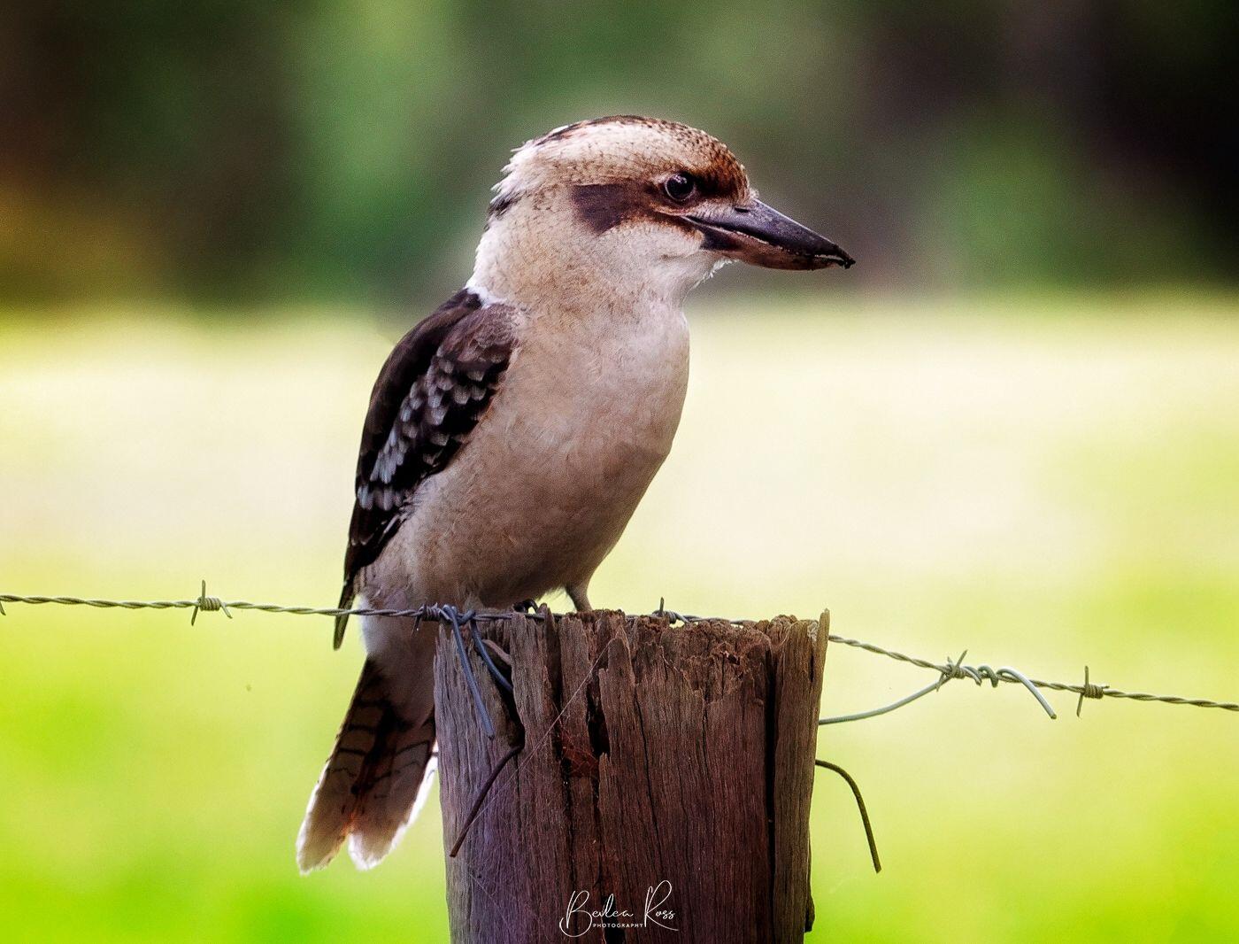 Kookaburra Wallpapers - Top Free Kookaburra Backgrounds - WallpaperAccess