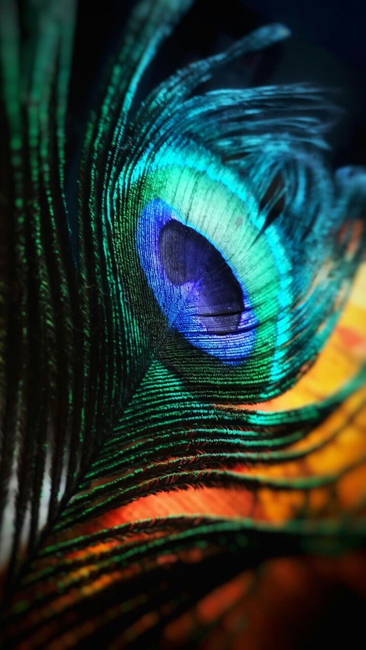 Krishna Feather Wallpapers - Top Free Krishna Feather Backgrounds ...