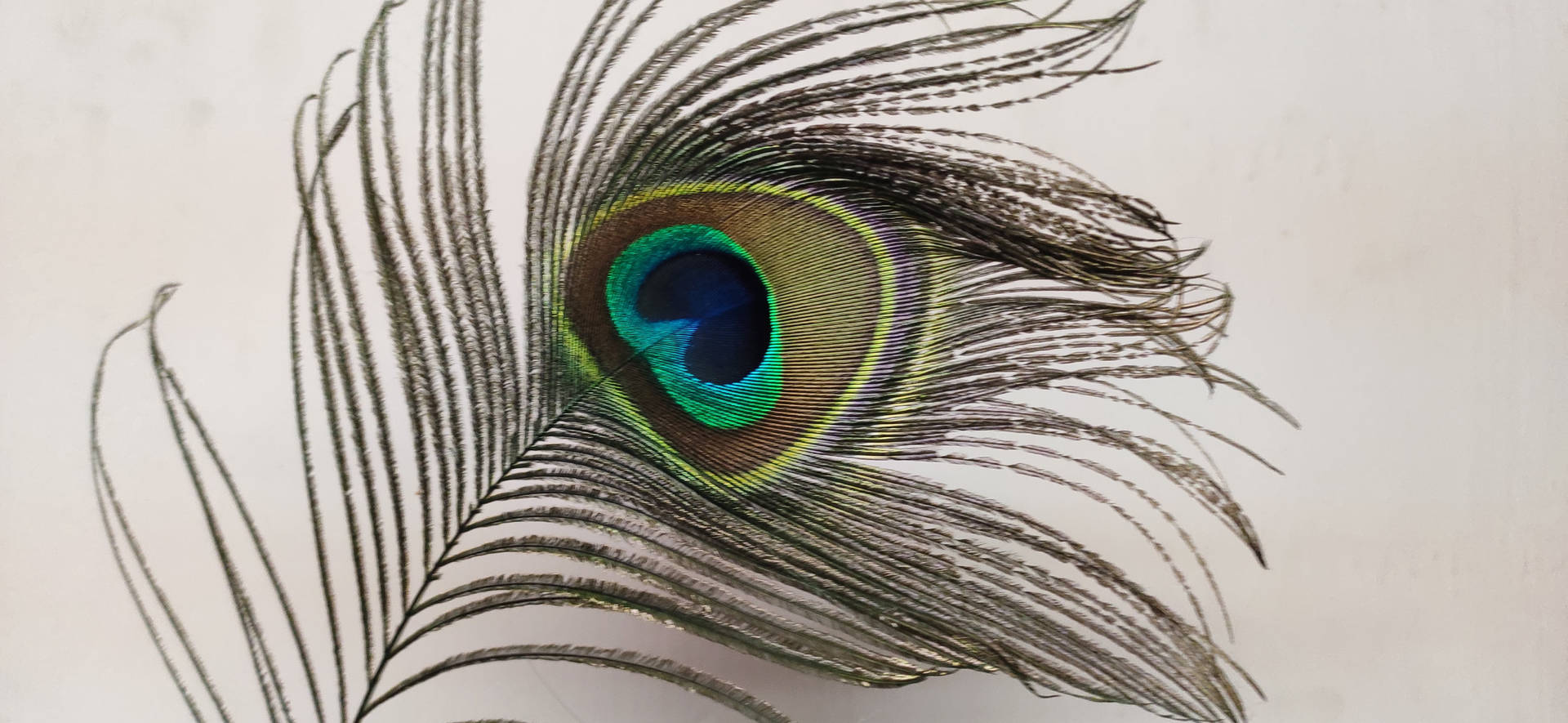 Krishna Feather Wallpapers - Top Free Krishna Feather Backgrounds ...