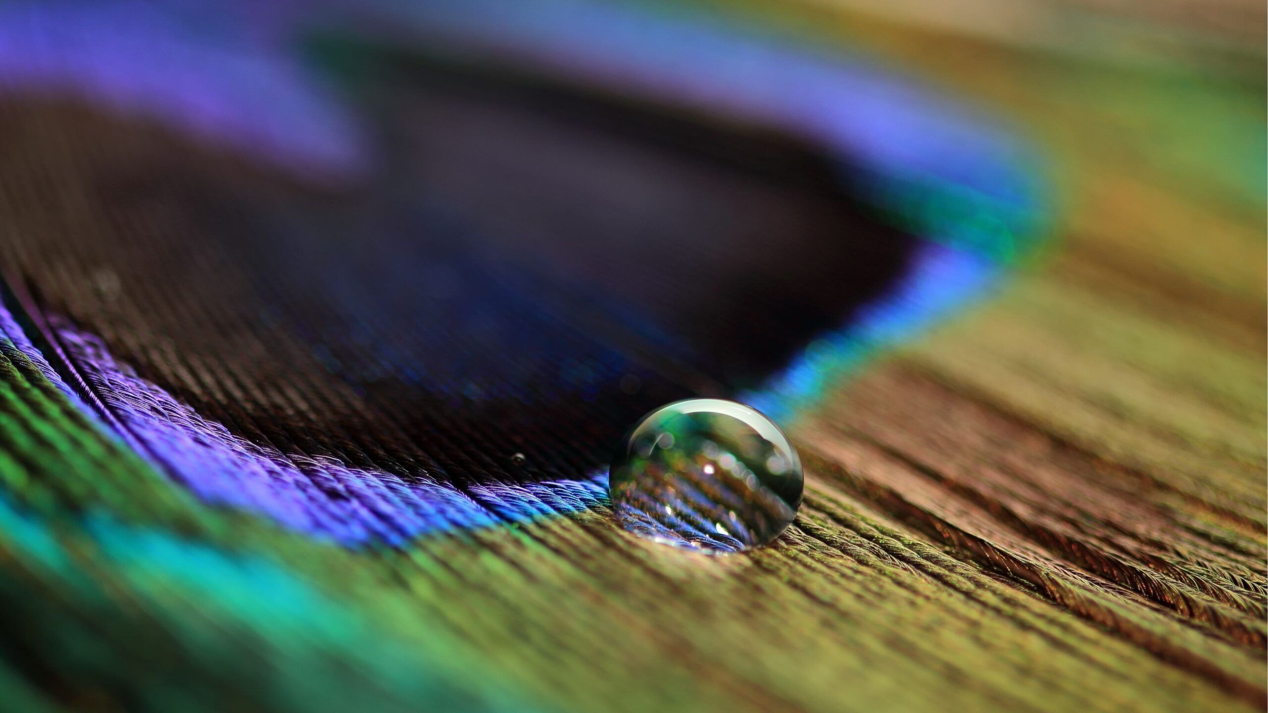 Krishna Feather Wallpapers - Top Free Krishna Feather Backgrounds ...