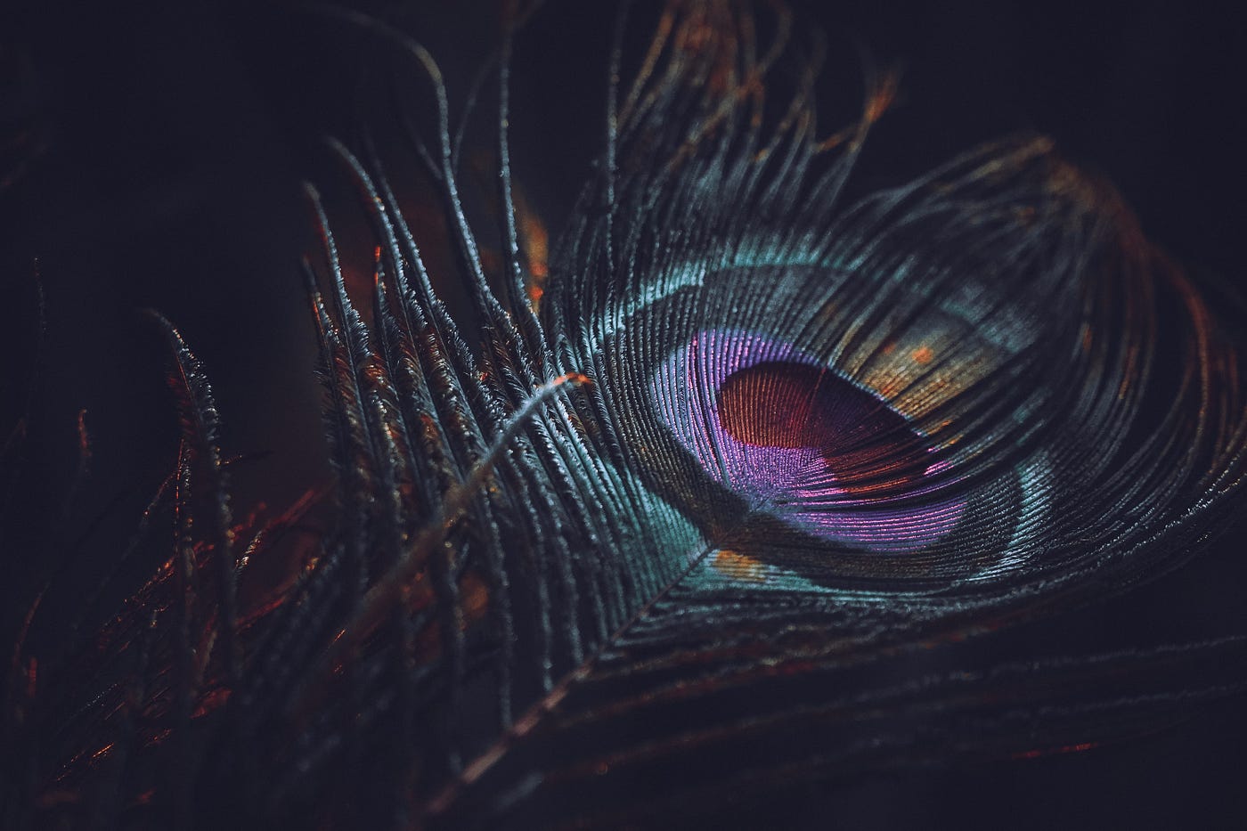 Krishna Feather Wallpapers - Top Free Krishna Feather Backgrounds ...