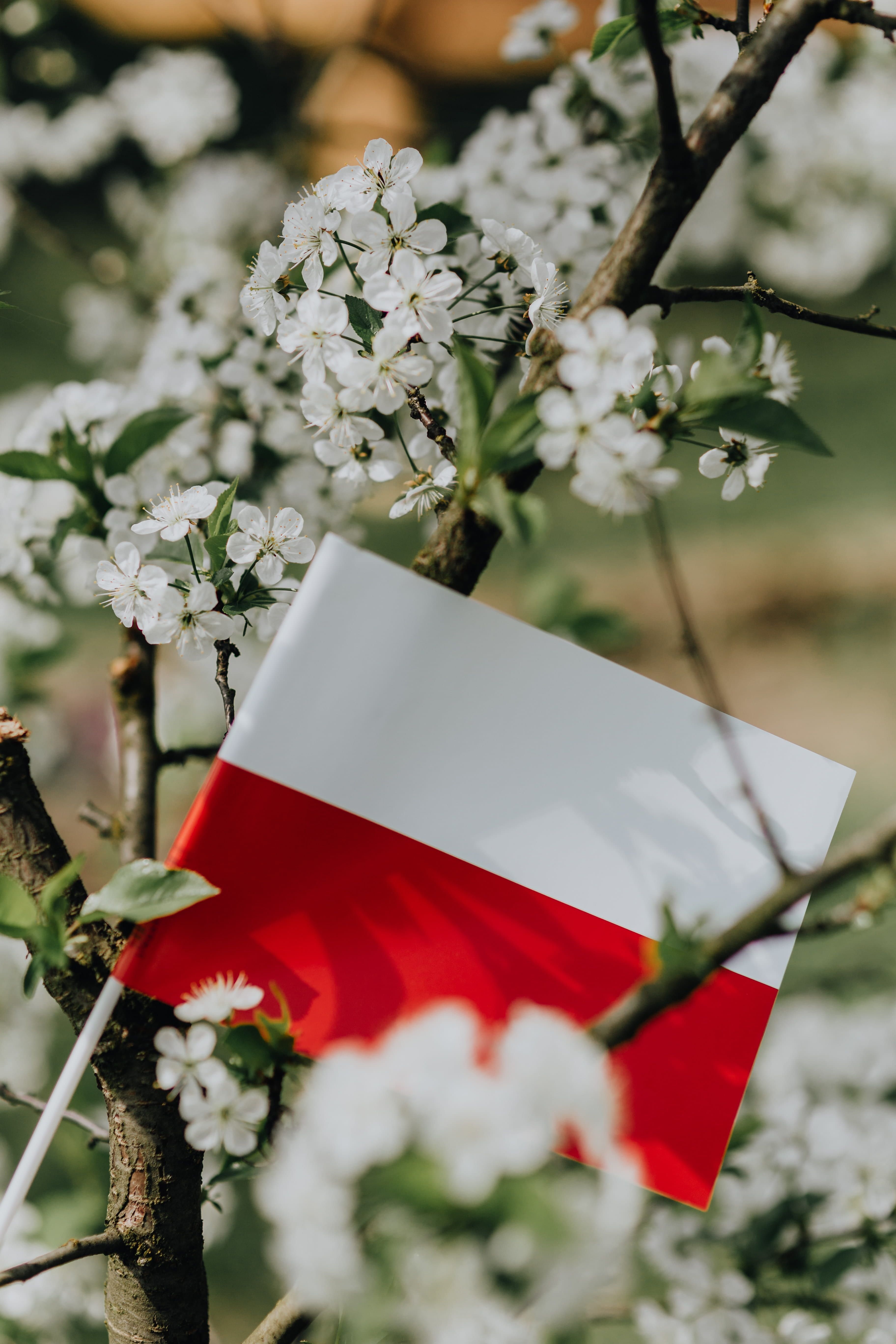 Flag of Poland Wallpapers - Top Free Flag of Poland Backgrounds ...