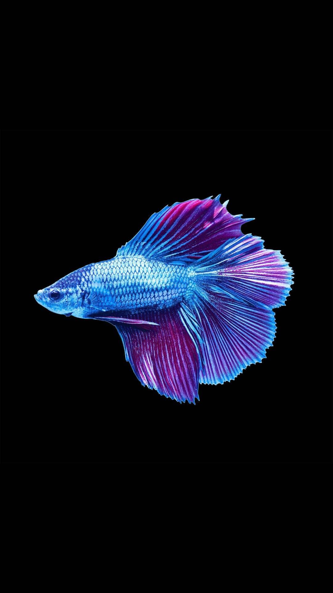Purple Fish Wallpapers - Top Free Purple Fish Backgrounds - WallpaperAccess