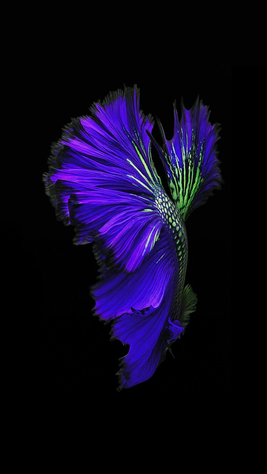 Purple Fish Wallpapers - Top Free Purple Fish Backgrounds - WallpaperAccess