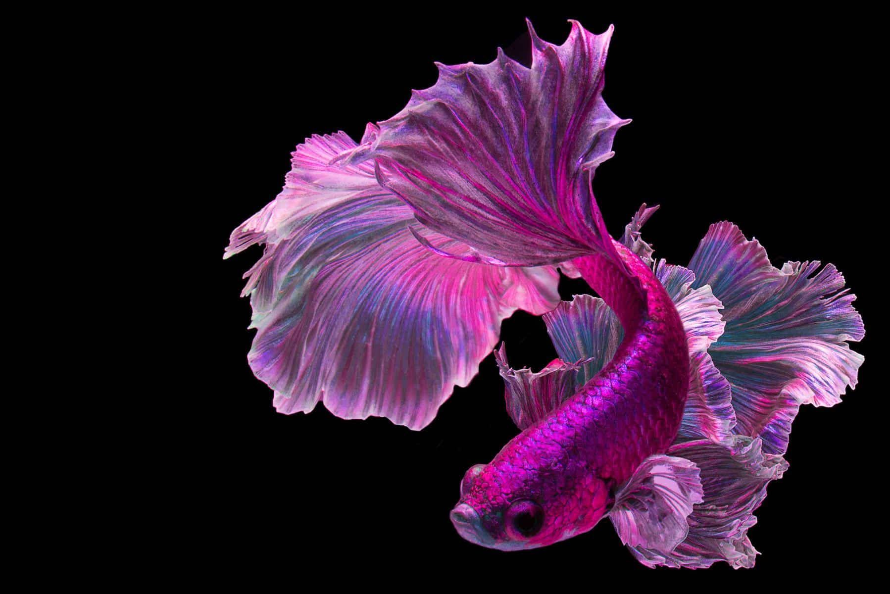 Purple Fish Wallpapers - Top Free Purple Fish Backgrounds - WallpaperAccess
