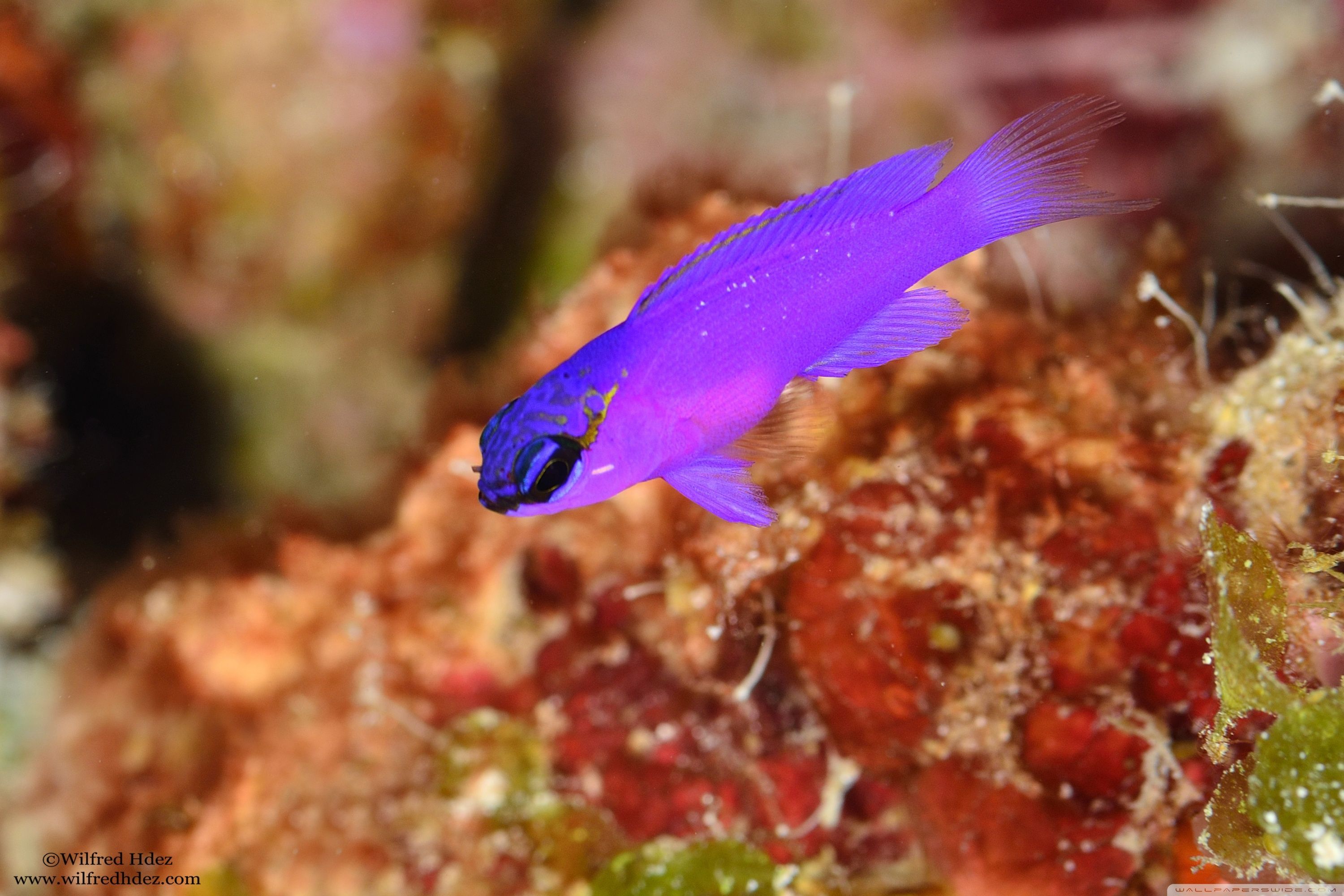 Purple Fish Wallpapers - Top Free Purple Fish Backgrounds - WallpaperAccess