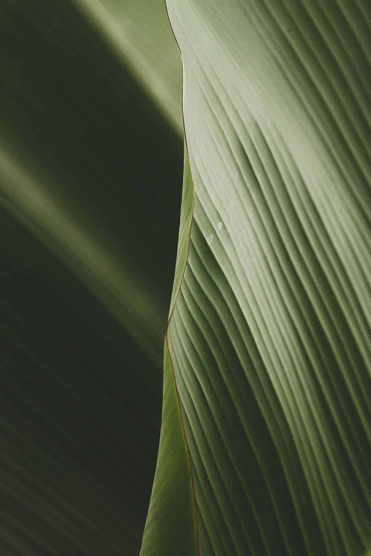 Green Aura Wallpapers - Top Free Green Aura Backgrounds - WallpaperAccess