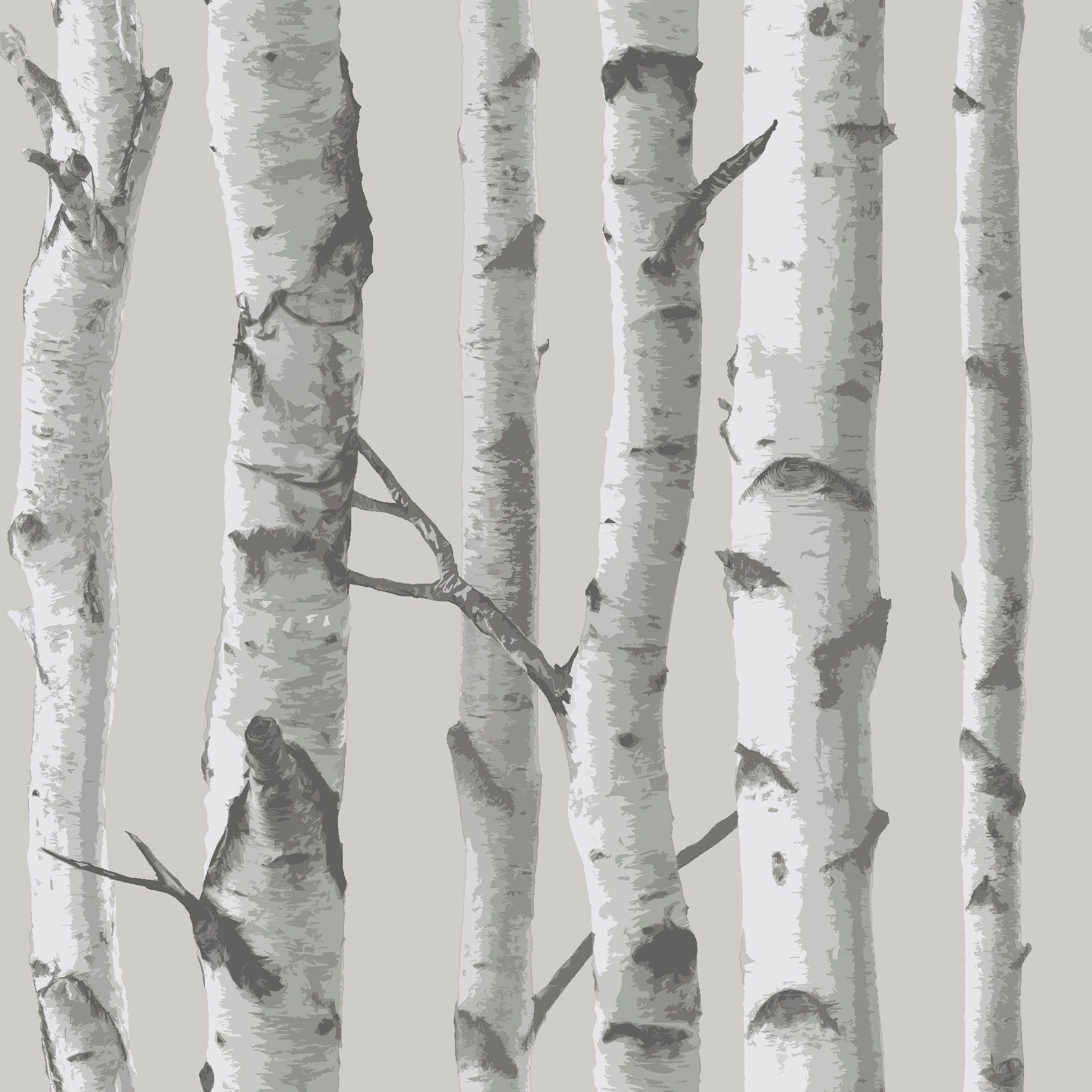 Birch Trees Wallpapers - Top Free Birch Trees Backgrounds - WallpaperAccess