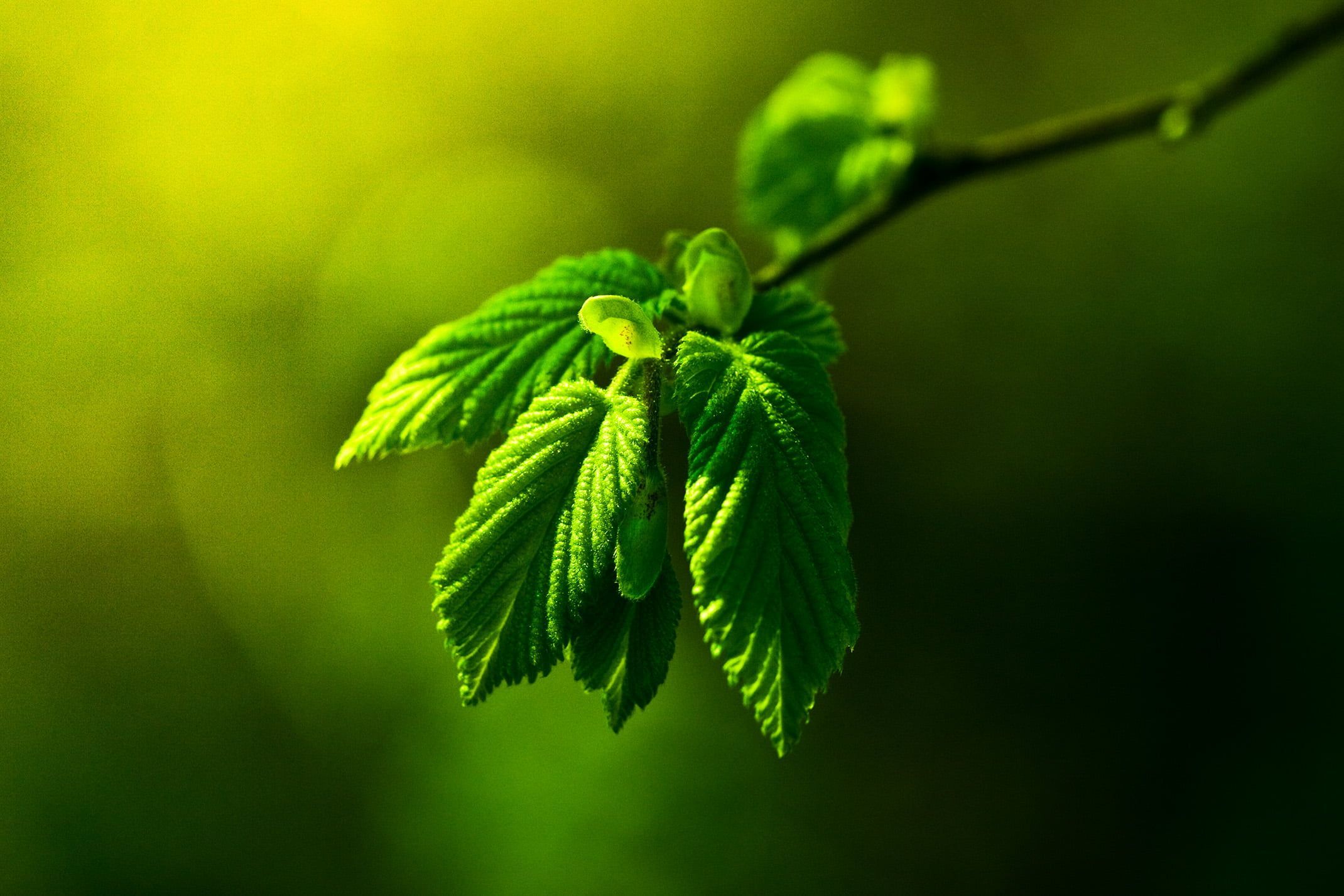 Photosynthesis Wallpapers - Top Free Photosynthesis Backgrounds ...