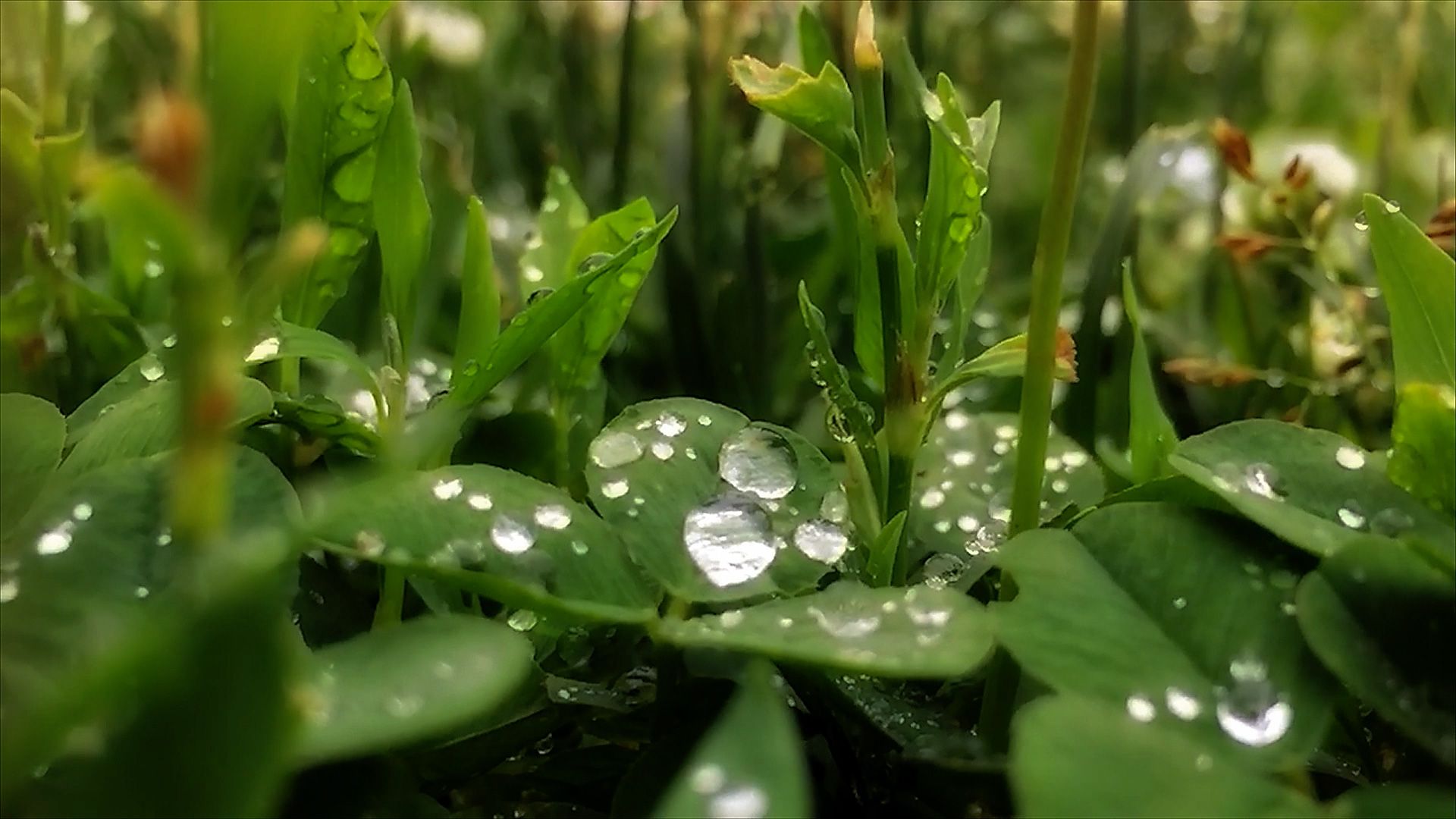 Photosynthesis Wallpapers - Top Free Photosynthesis Backgrounds ...