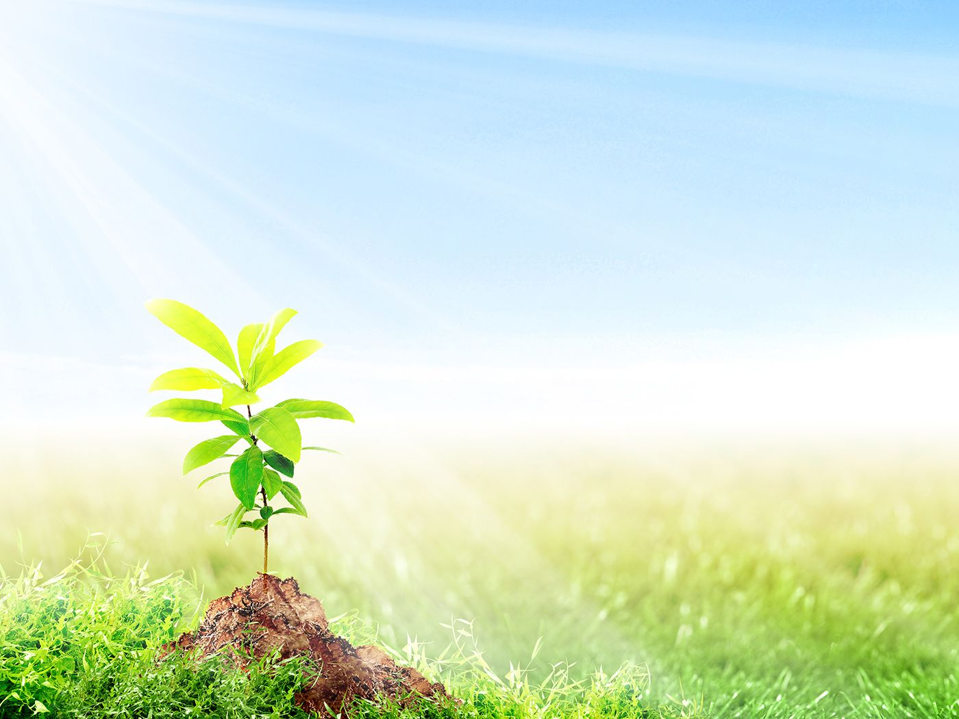 Photosynthesis Wallpapers - Top Free Photosynthesis Backgrounds ...