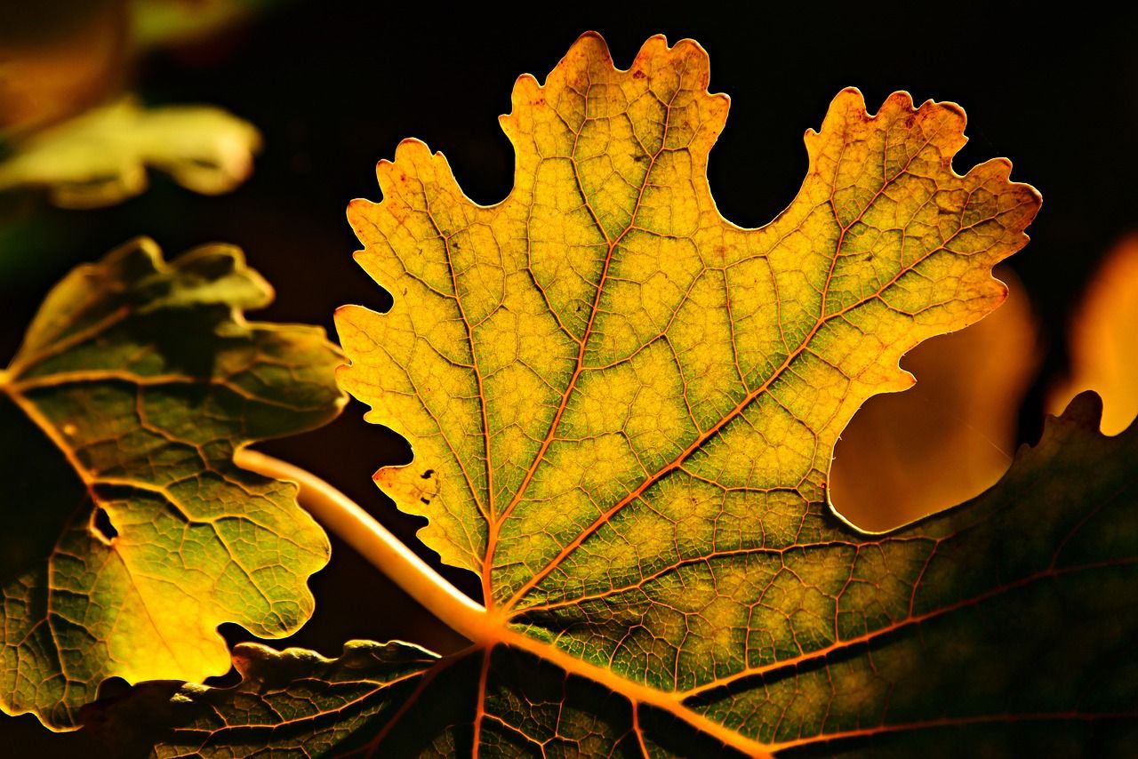 Photosynthesis Wallpapers - Top Free Photosynthesis Backgrounds ...