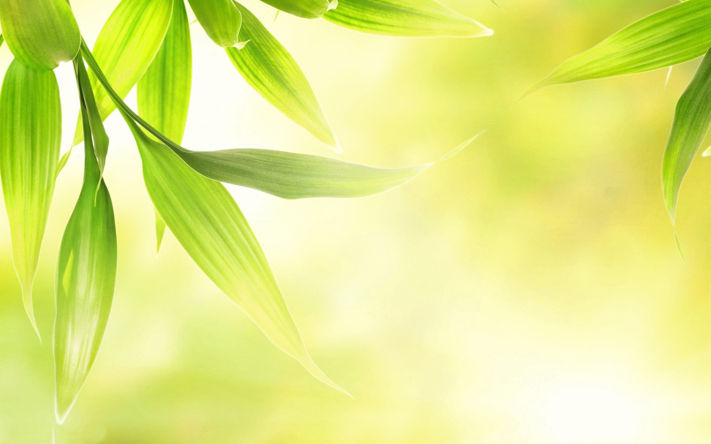 Photosynthesis Wallpapers - Top Free Photosynthesis Backgrounds ...