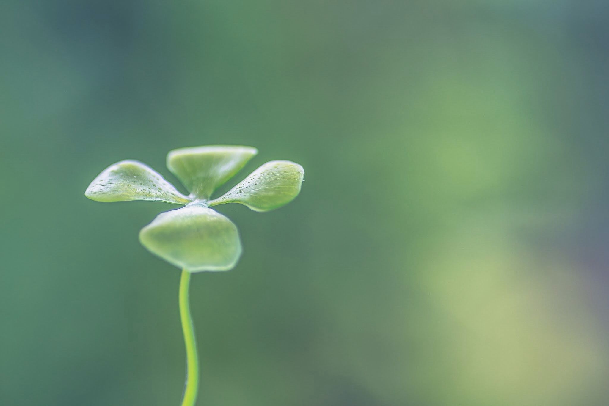 Photosynthesis Wallpapers - Top Free Photosynthesis Backgrounds ...