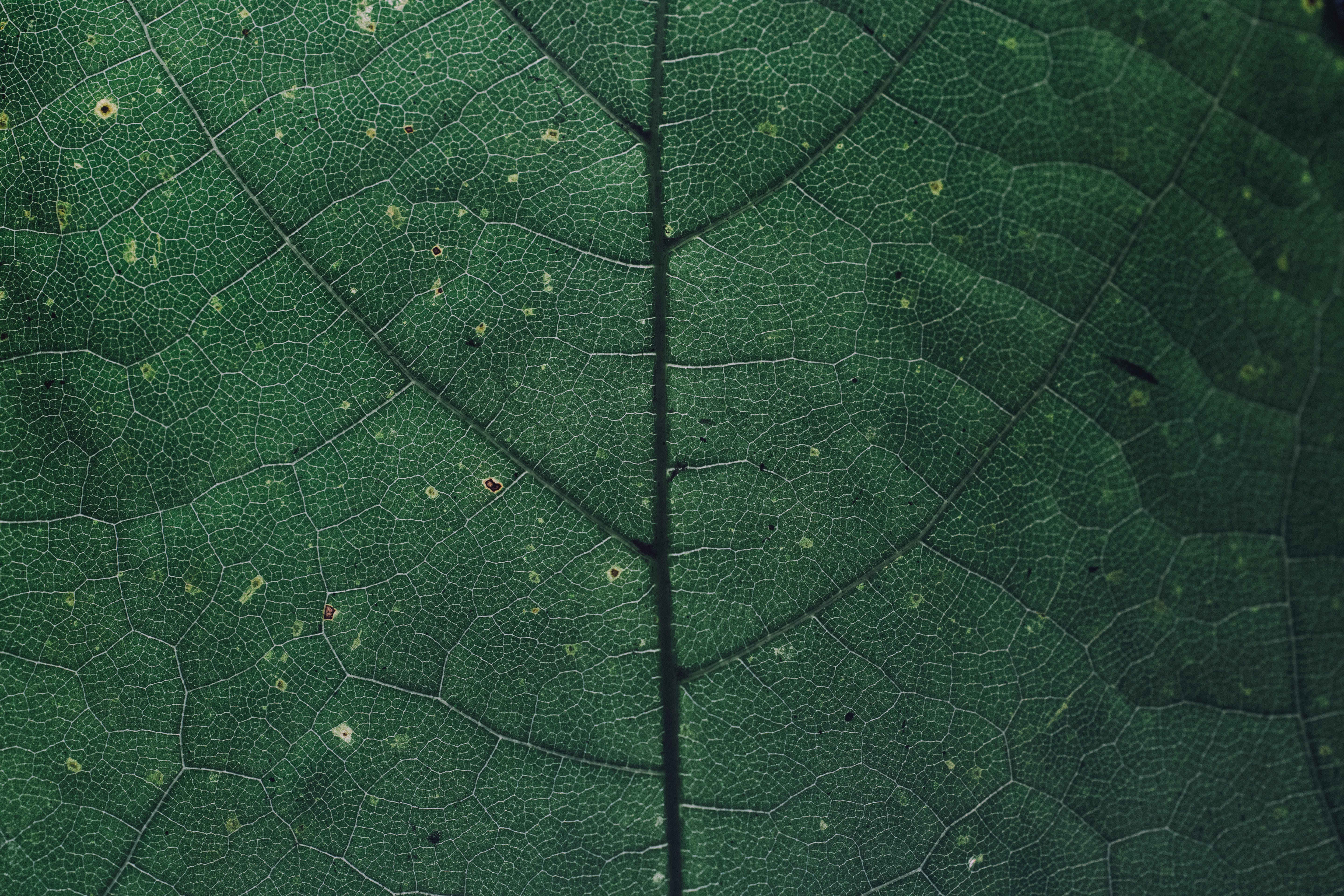 Photosynthesis Wallpapers - Top Free Photosynthesis Backgrounds ...