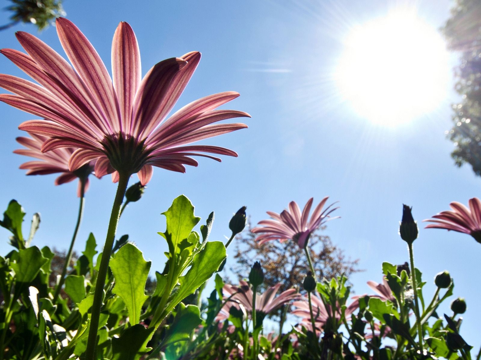 Photosynthesis Wallpapers - Top Free Photosynthesis Backgrounds ...