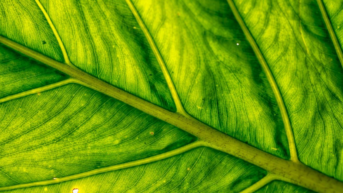 Photosynthesis Wallpapers - Top Free Photosynthesis Backgrounds ...