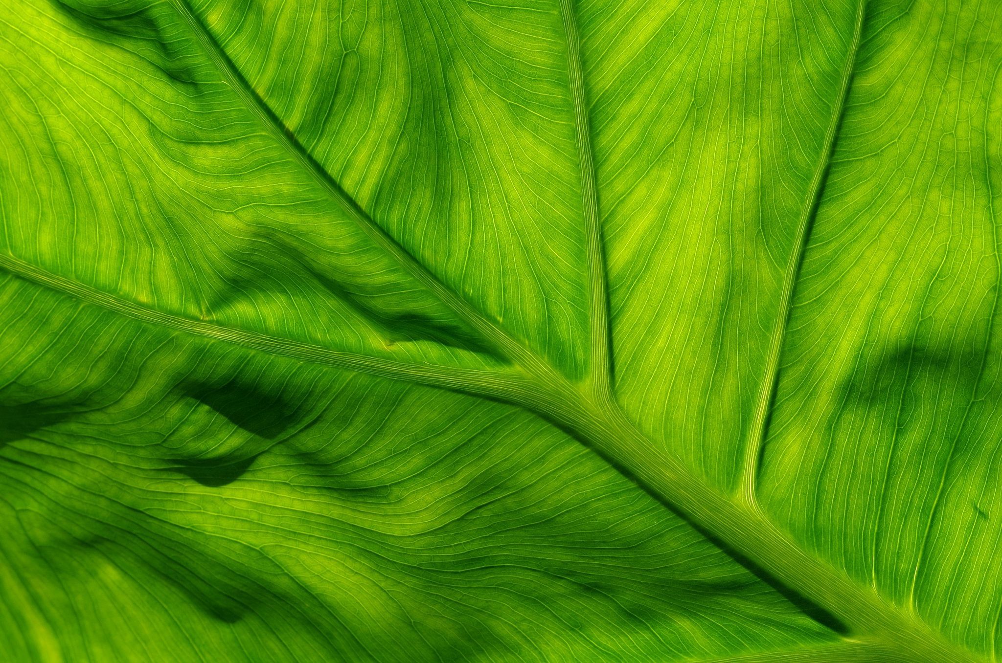 Photosynthesis Wallpapers - Top Free Photosynthesis Backgrounds ...