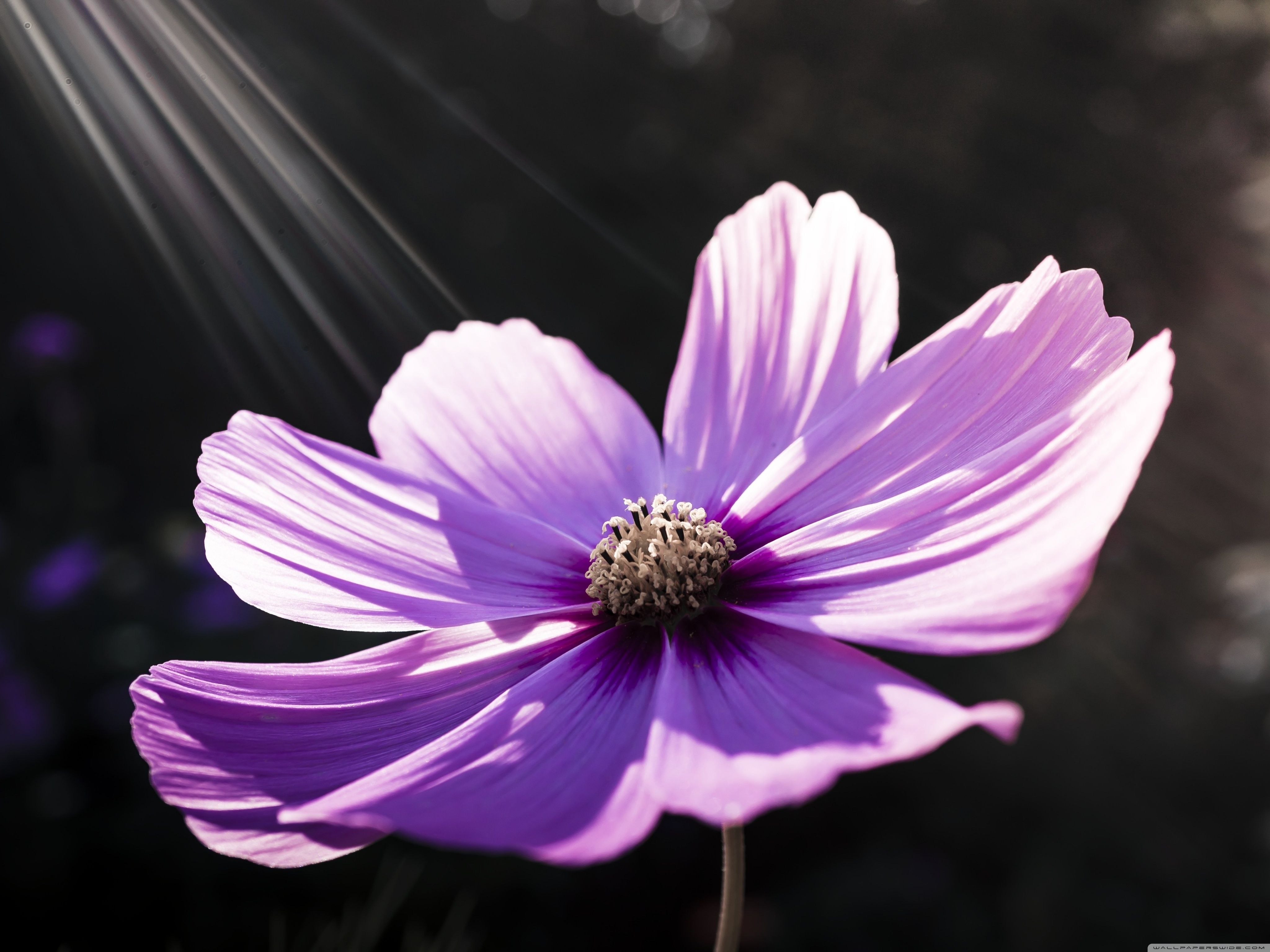 Photosynthesis Wallpapers - Top Free Photosynthesis Backgrounds ...